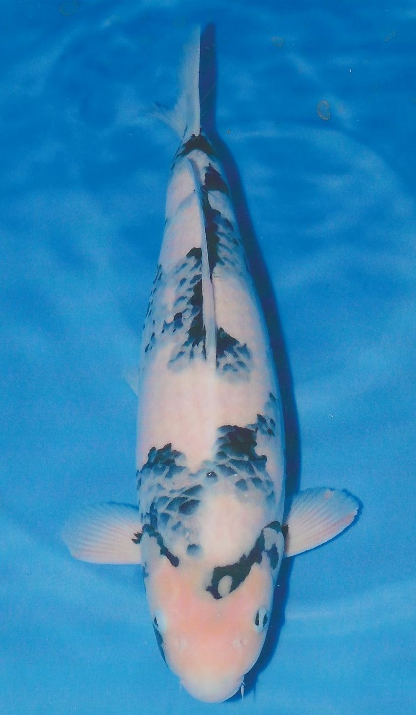 Shiro Utsuri SOLD - Grand Koi, LLC