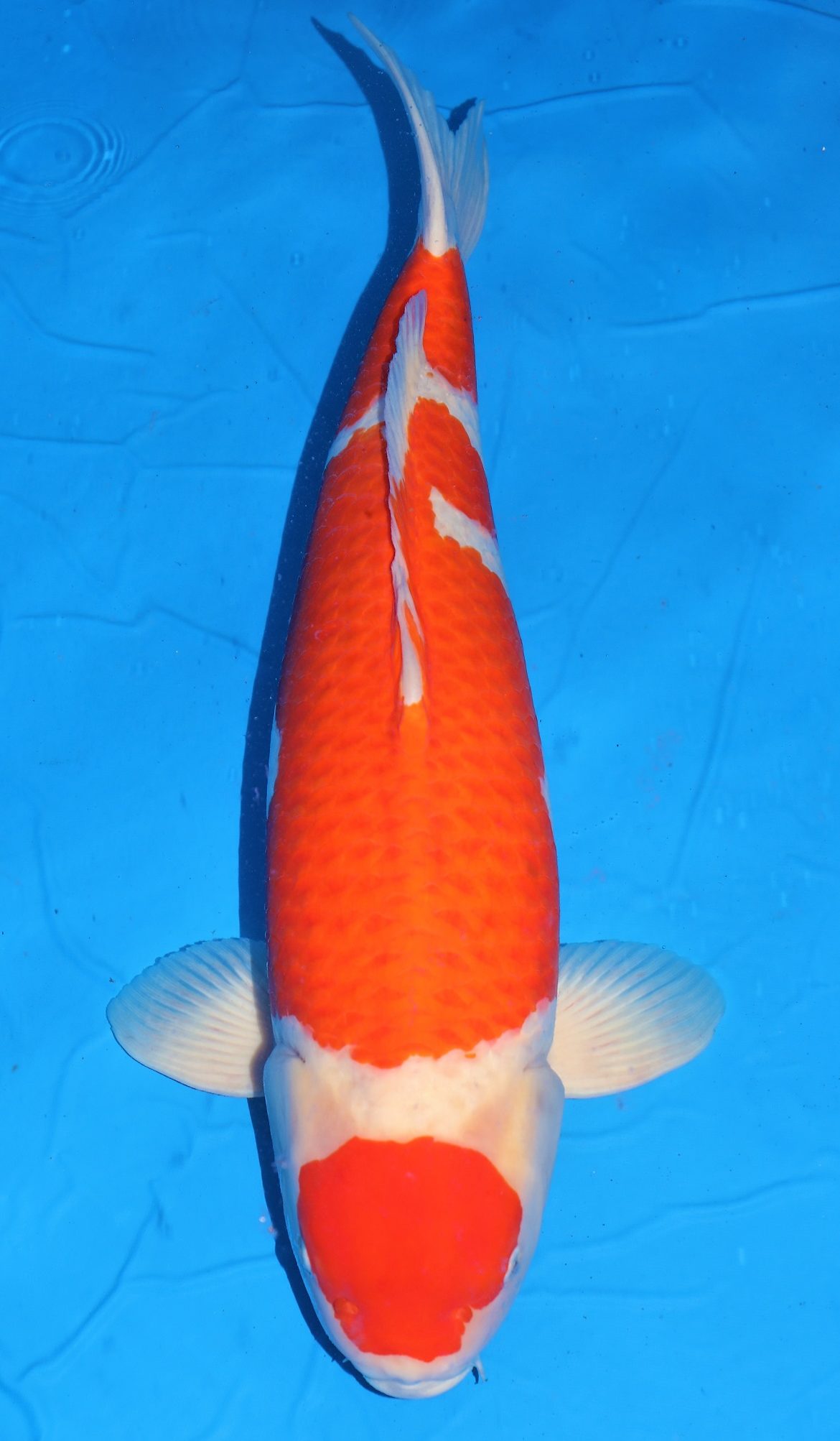 Maruten Kohaku- SOLD - Grand Koi, LLC