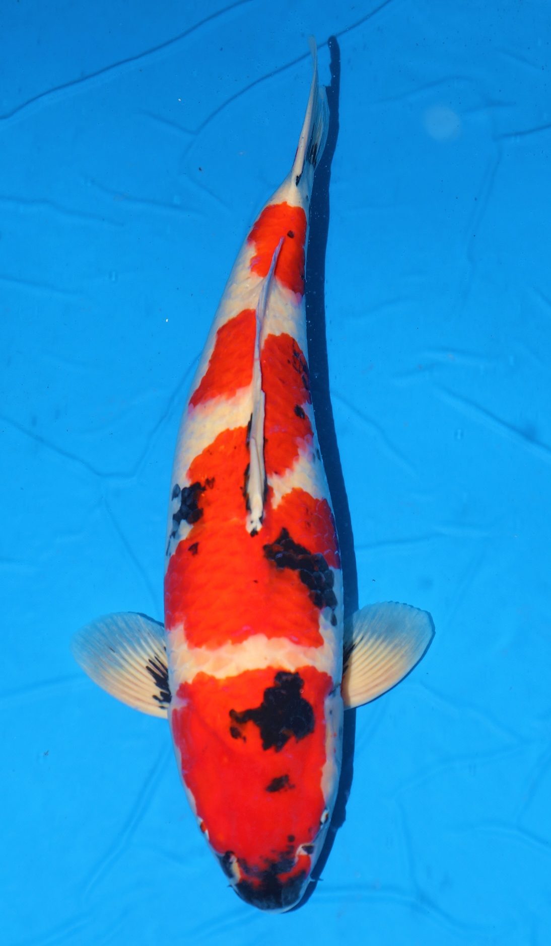 Showa - Grand Koi, LLC