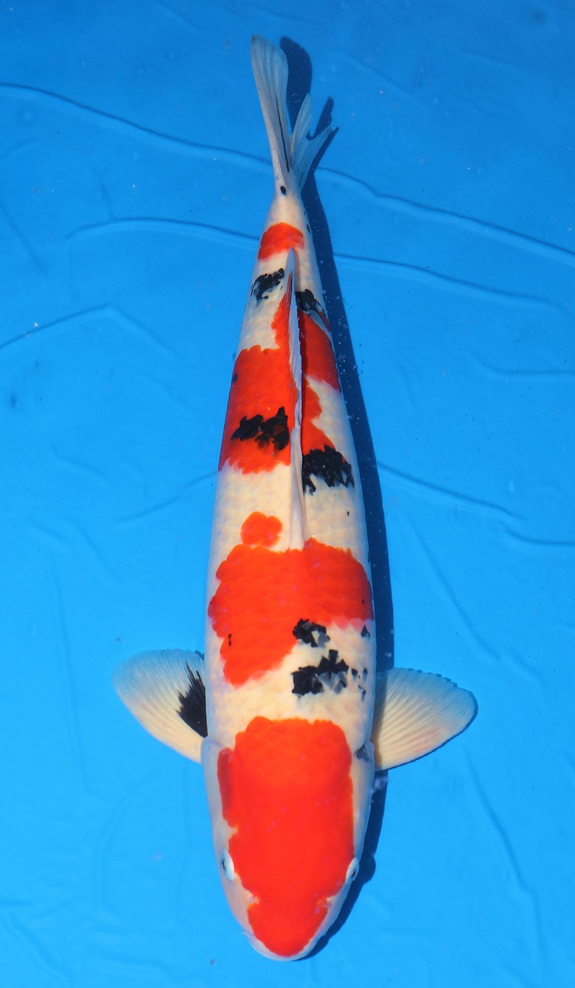 Sanke - Grand Koi, LLC