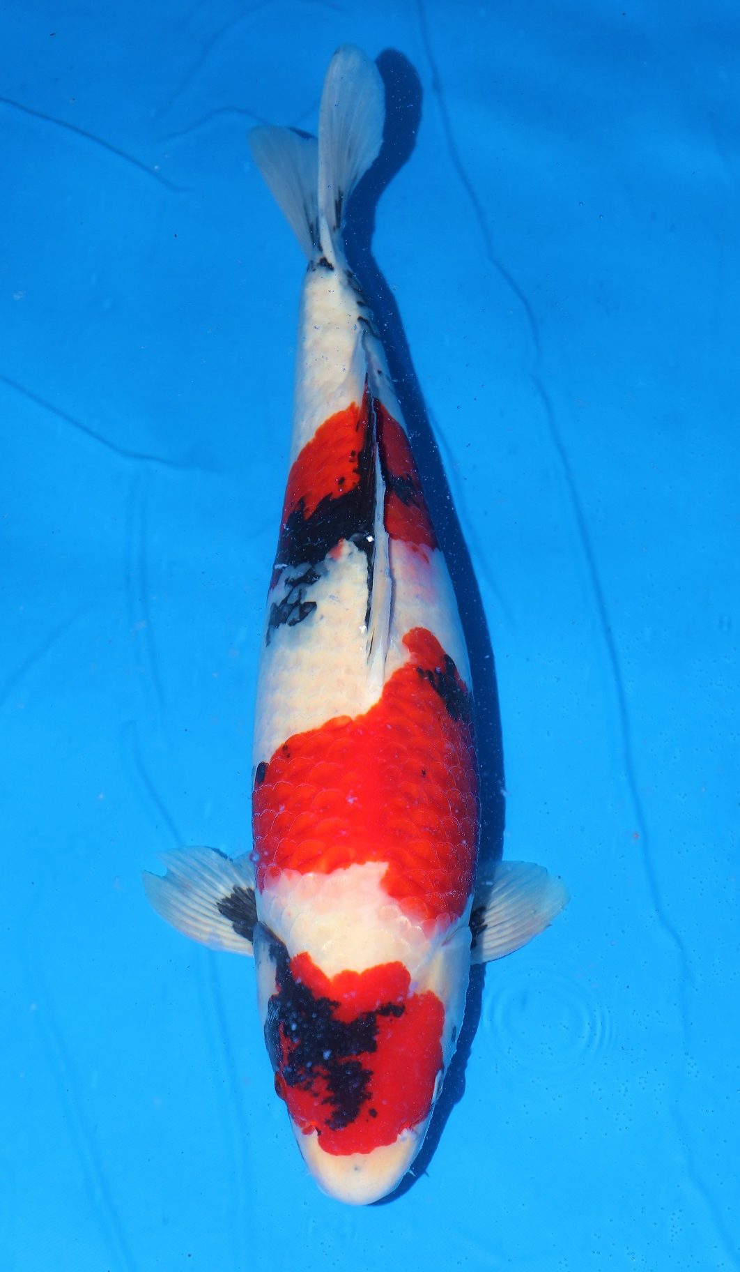 Showa - Grand Koi, LLC