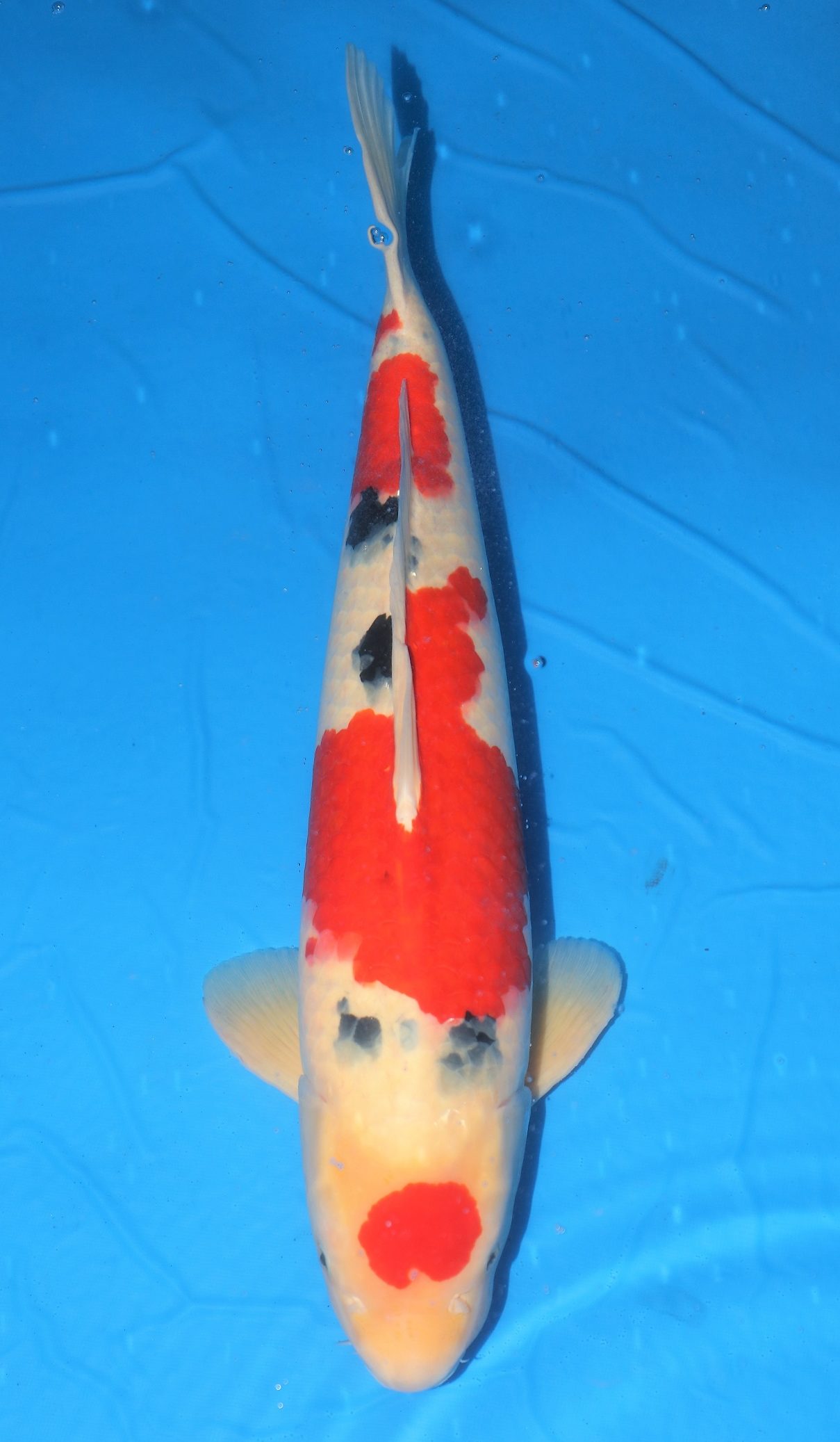 Maruten Sanke - Grand Koi, LLC