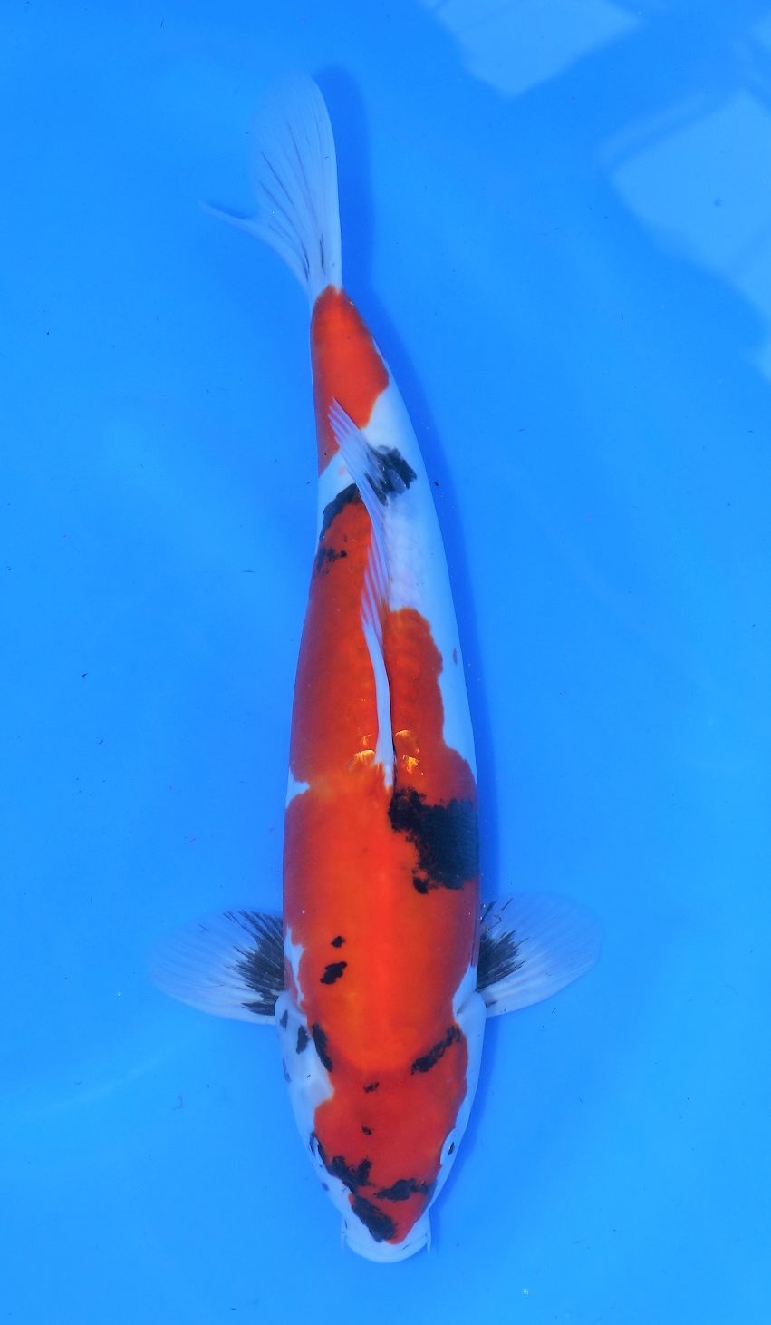 Doitsu Showa - Grand Koi, LLC