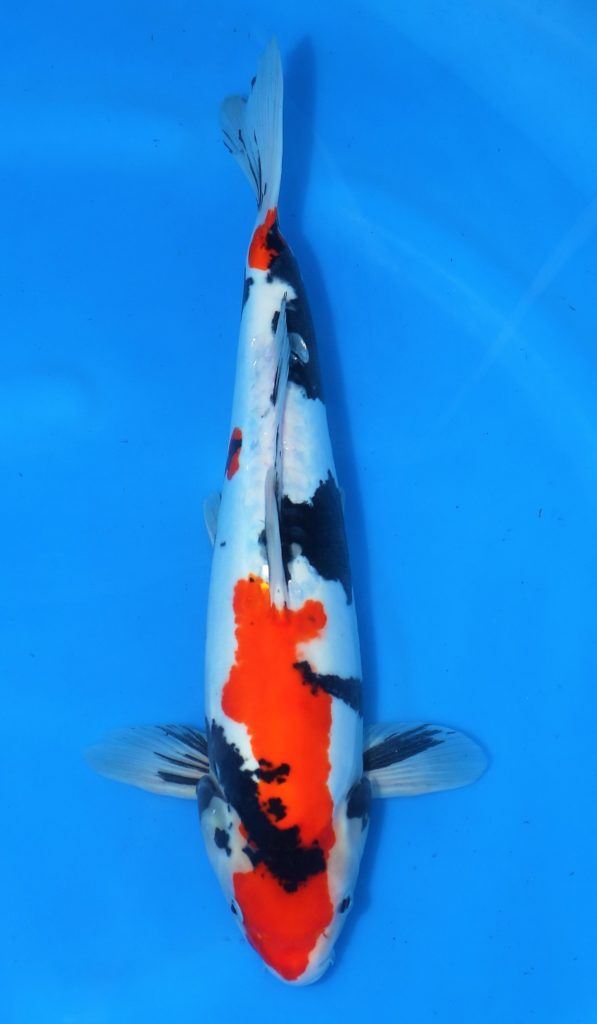 Doitsu Showa - Grand Koi, LLC