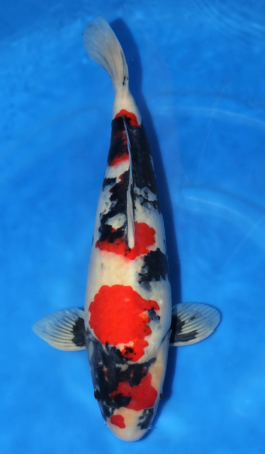 Showa - Grand Koi, LLC