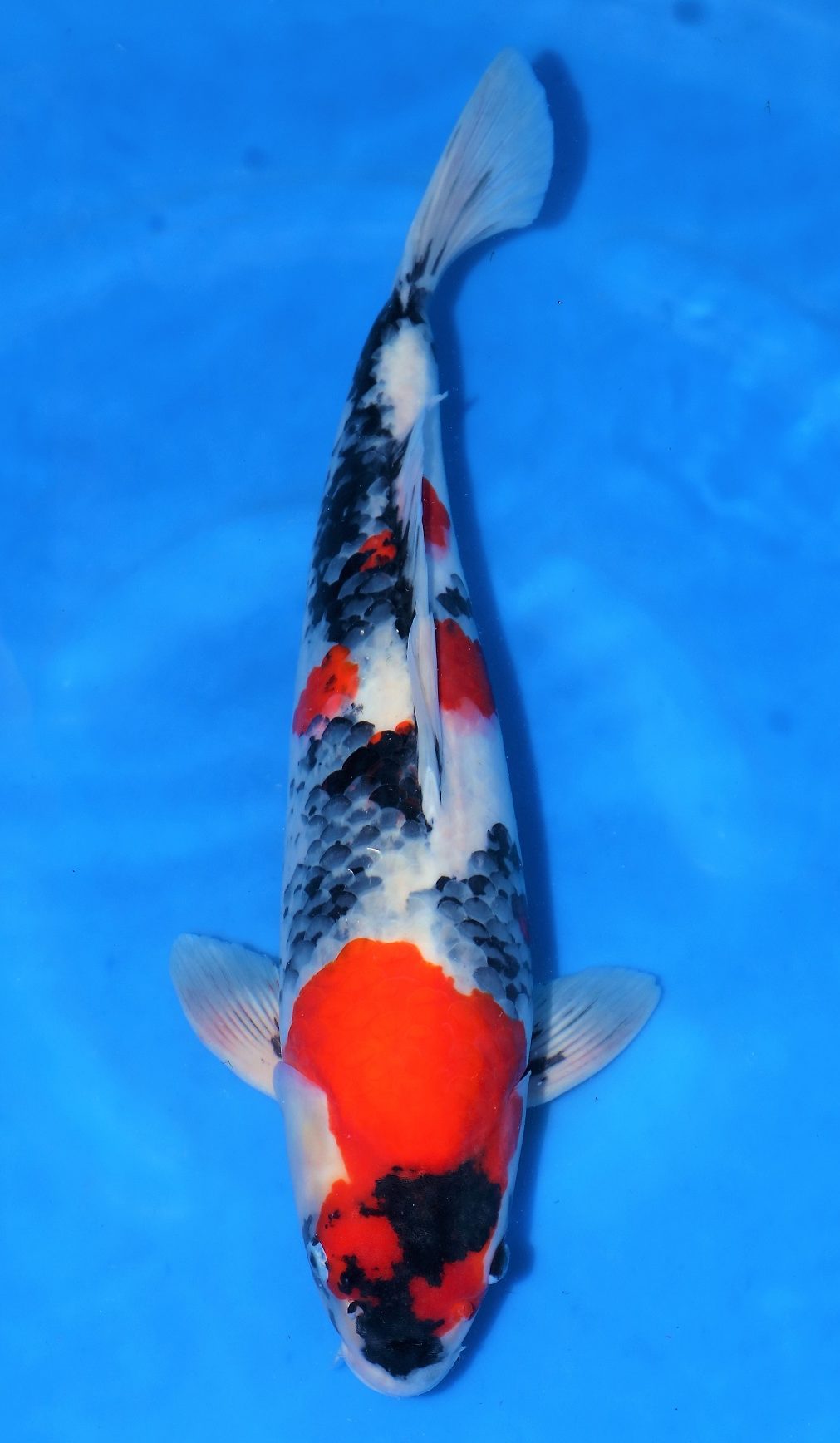 Showa - Grand Koi, LLC