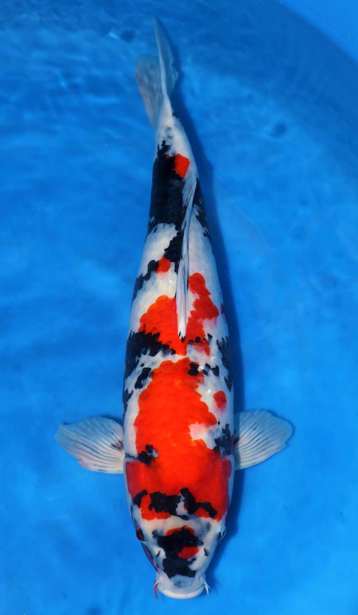 Showa - Grand Koi, LLC