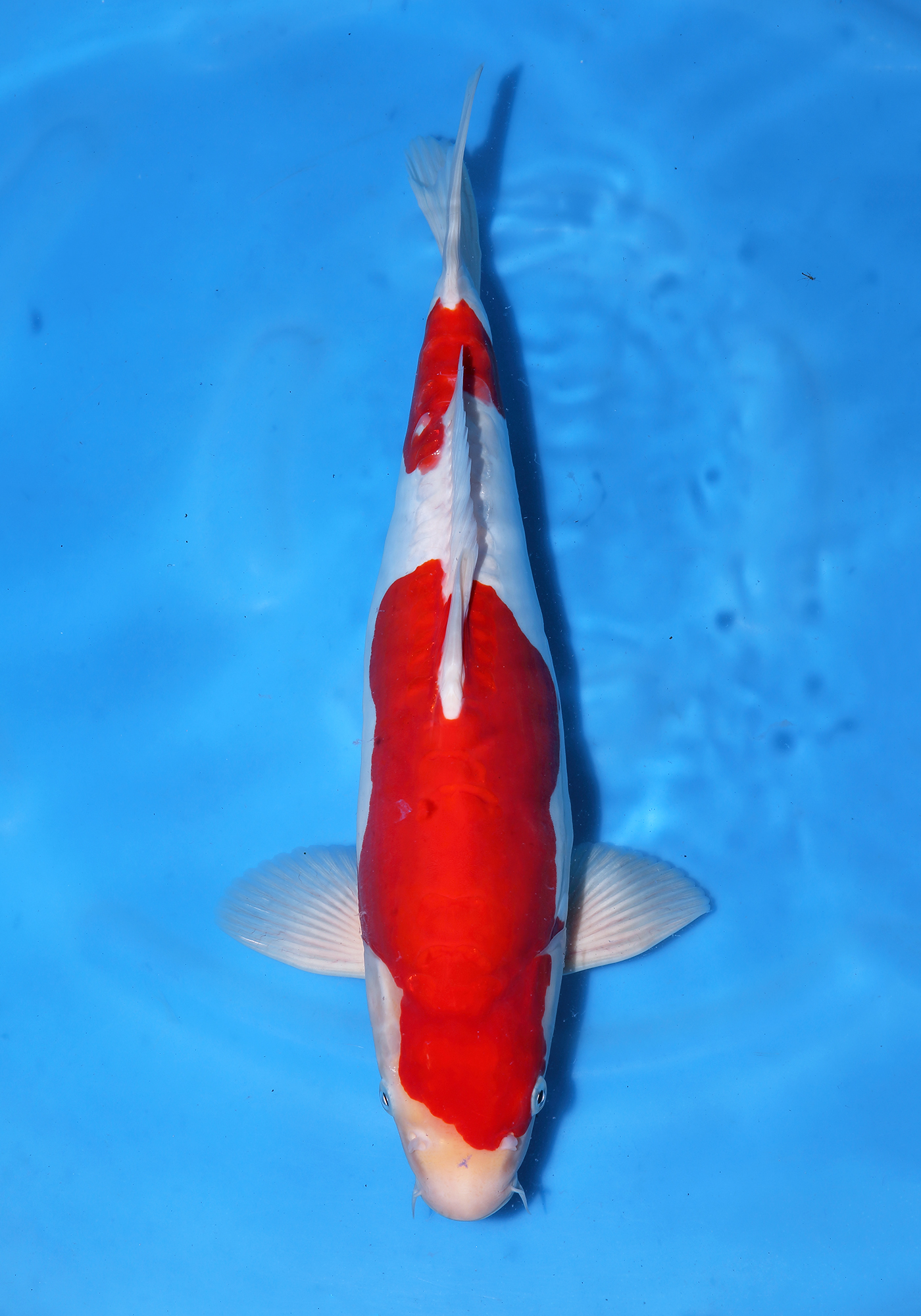Doitsu Kohaku - Grand Koi, LLC
