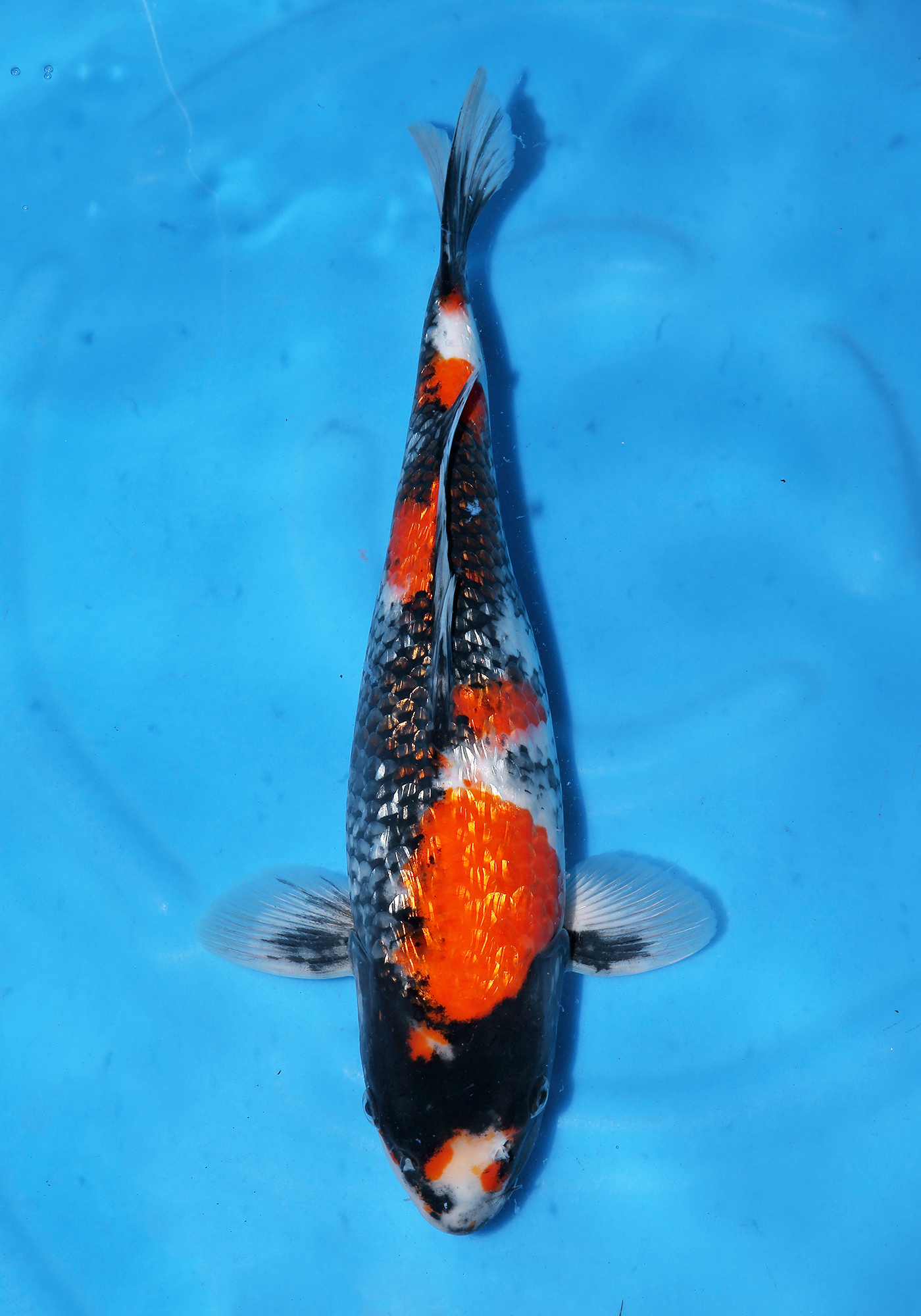 Gin Rin Showa - Grand Koi, LLC