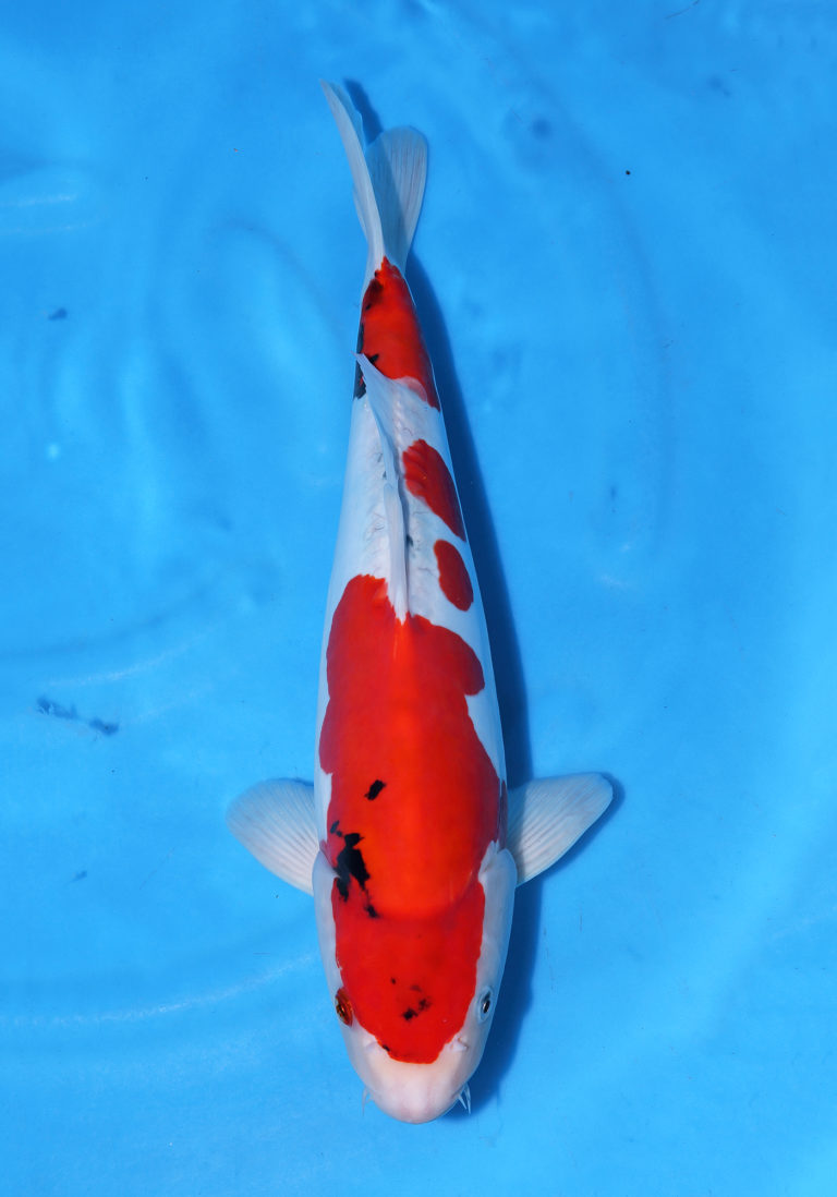 Doitsu Sanke - Grand Koi, LLC