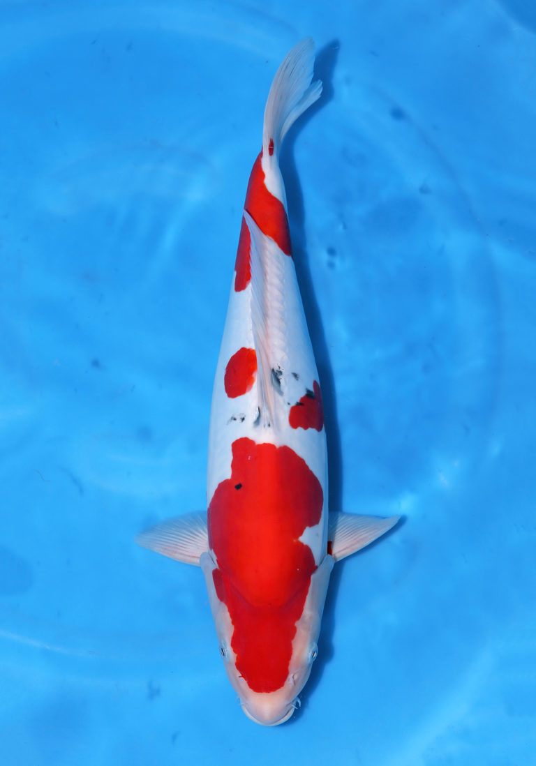 Doitsu Sanke - Grand Koi, LLC