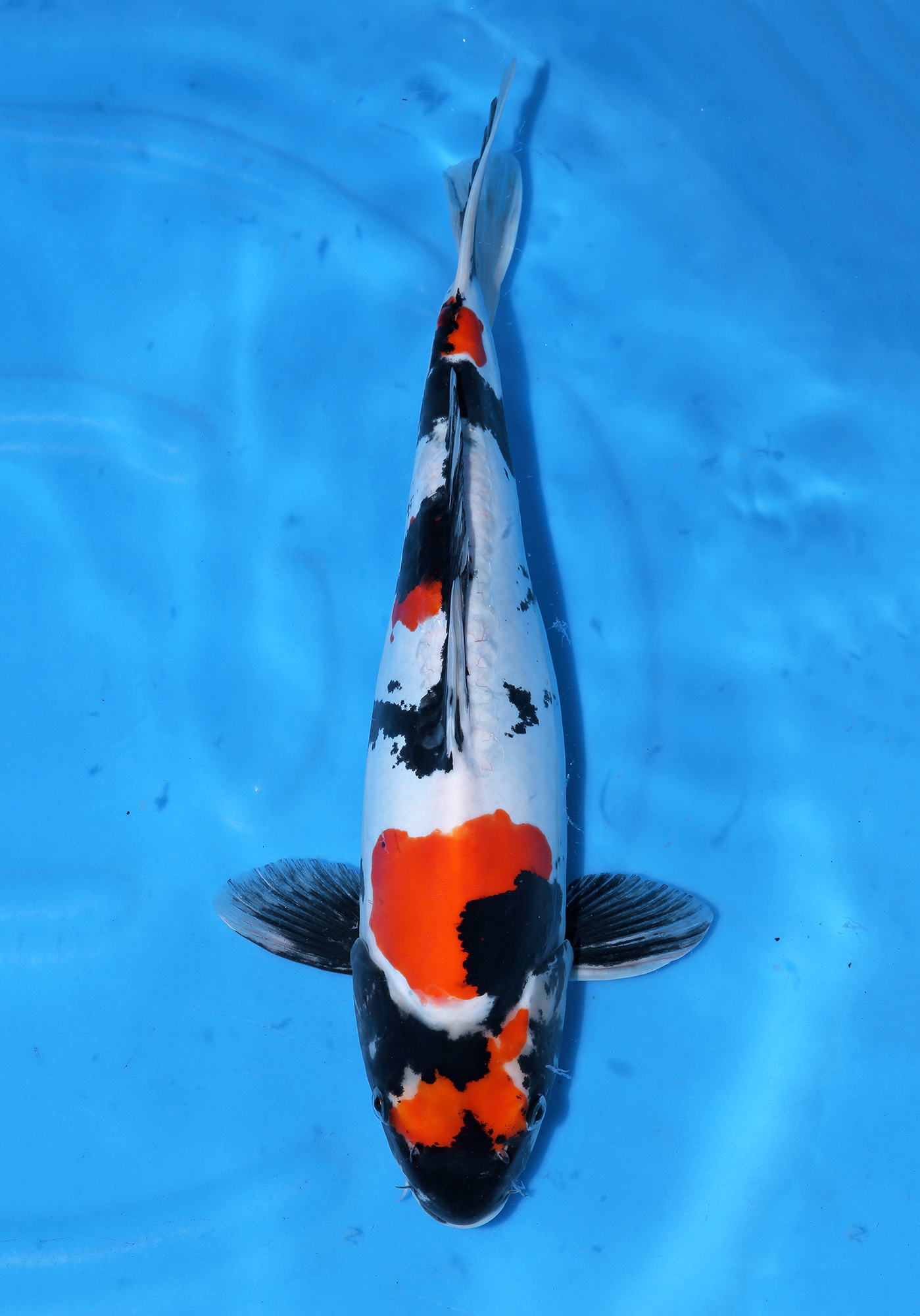 Doitsu Showa - Grand Koi, LLC