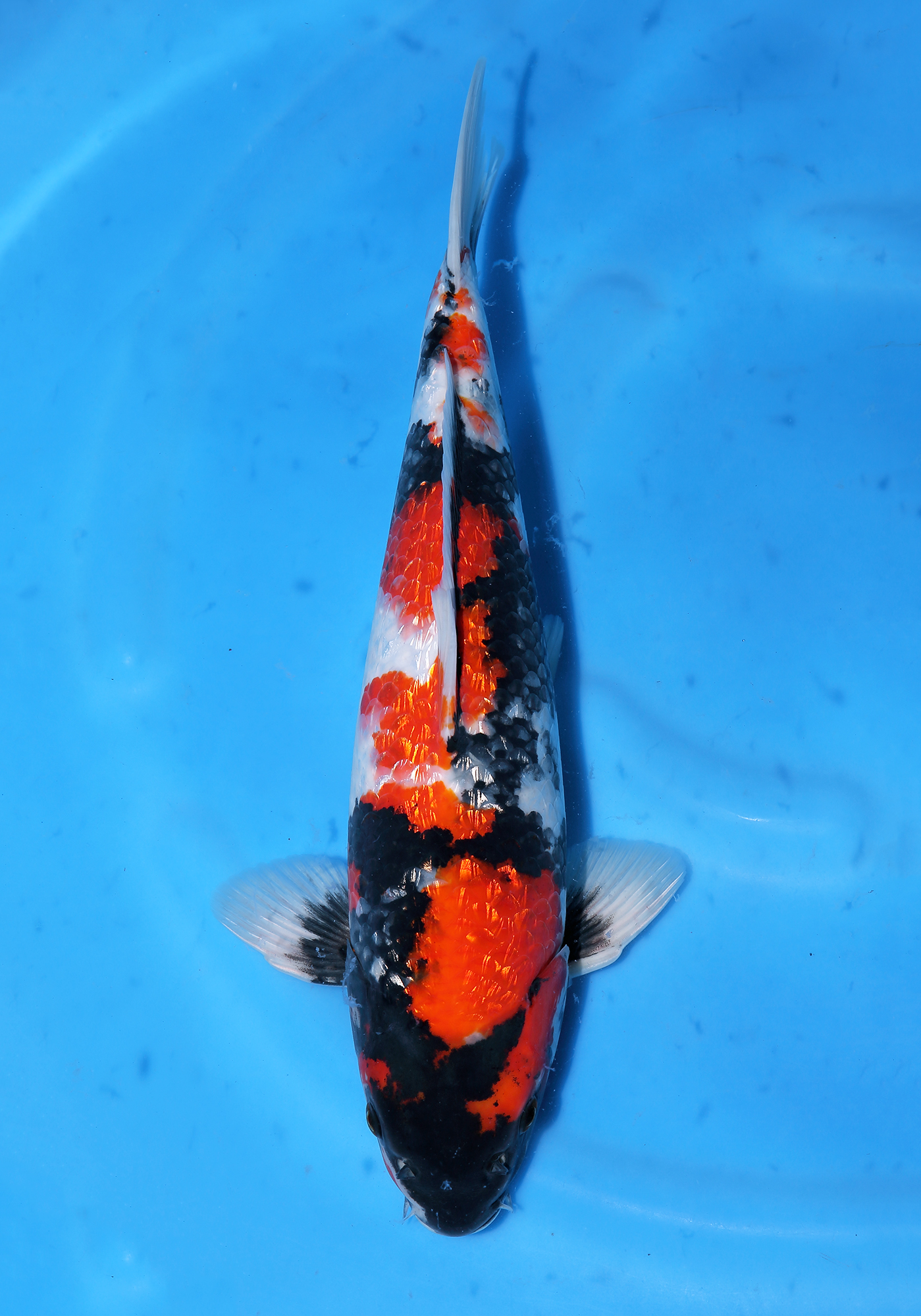 Gin Rin Showa - Grand Koi, LLC