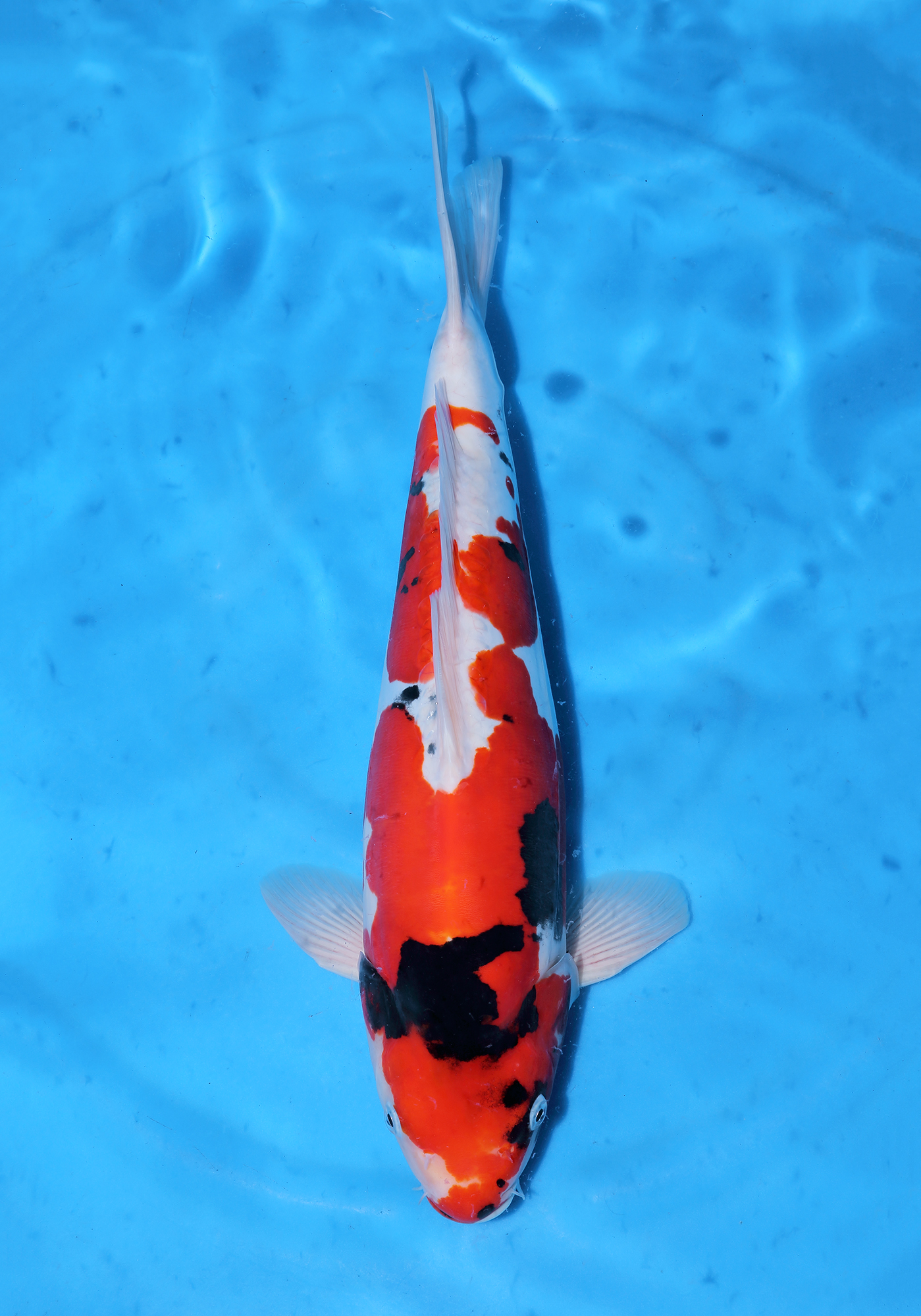 Doitsu Showa - Grand Koi, LLC