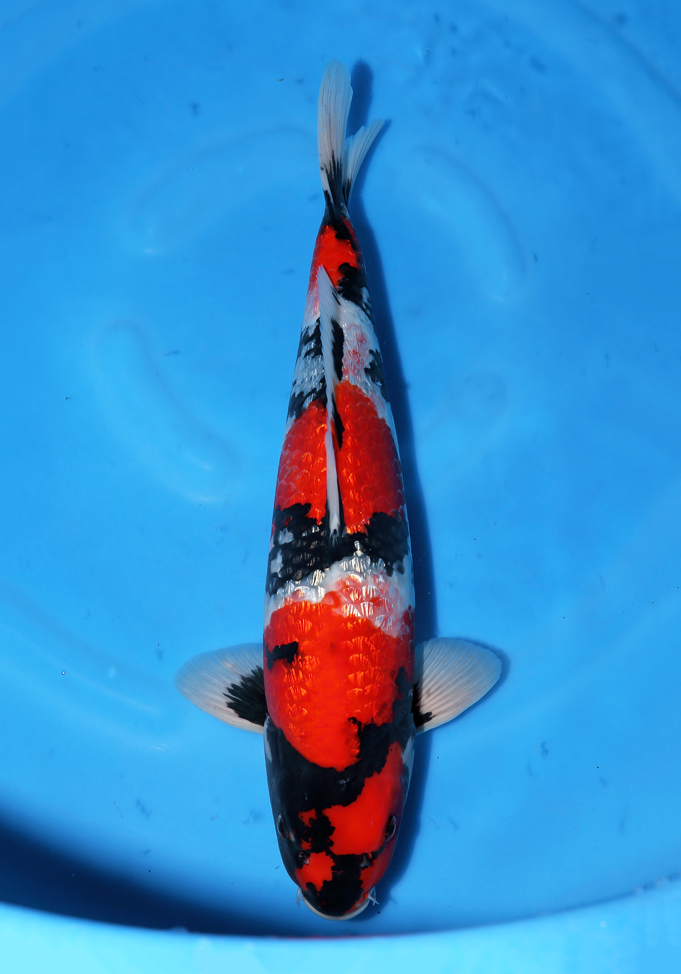 Gin Rin Showa- SOLD - Grand Koi, LLC