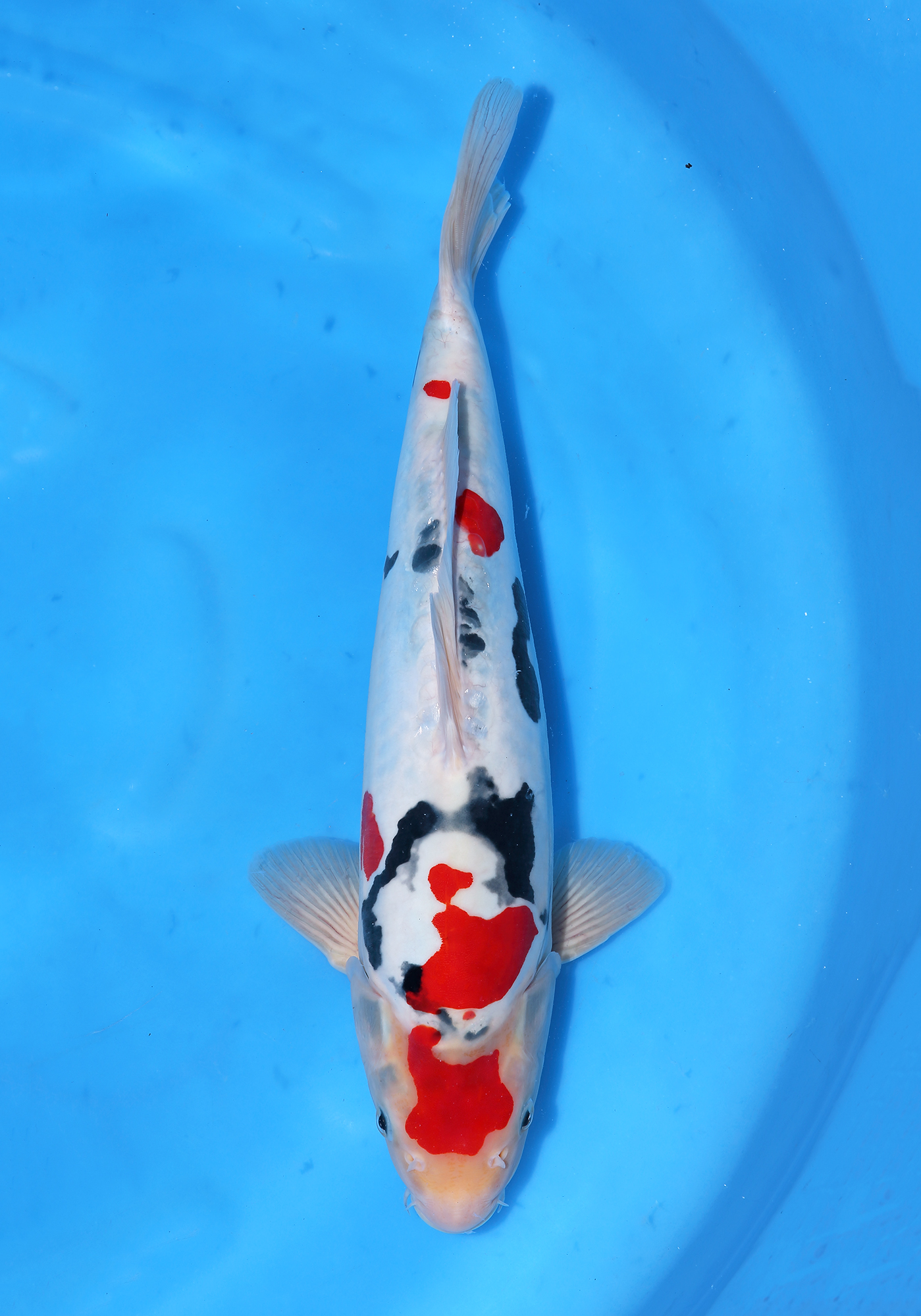 Doitsu Showa - Grand Koi, LLC