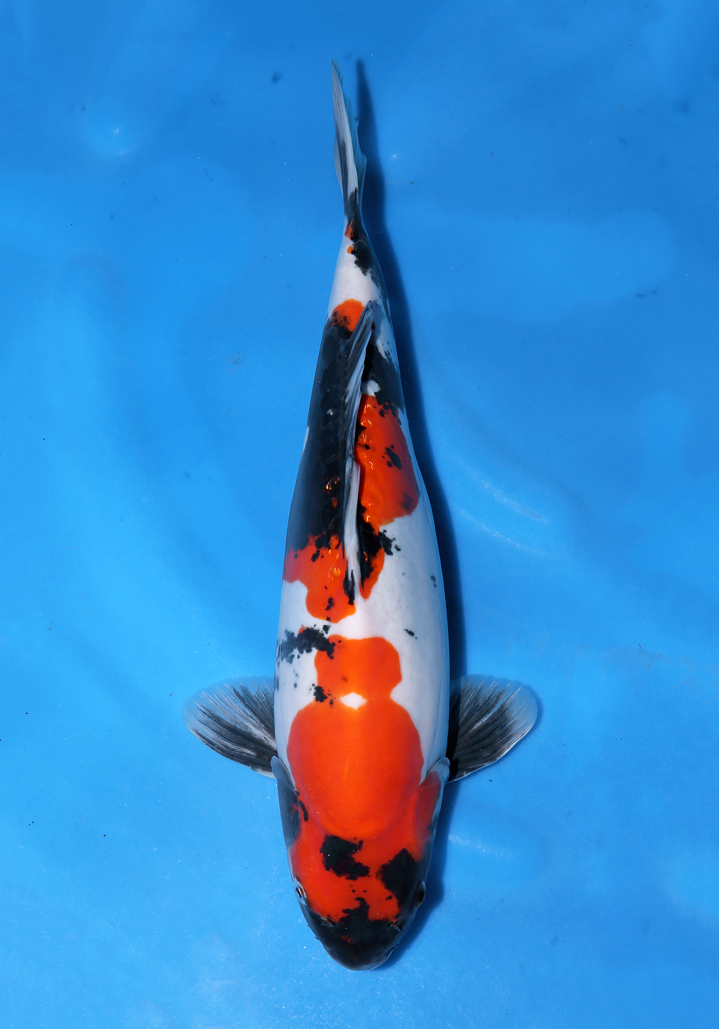 Doitsu Showa - Grand Koi, LLC