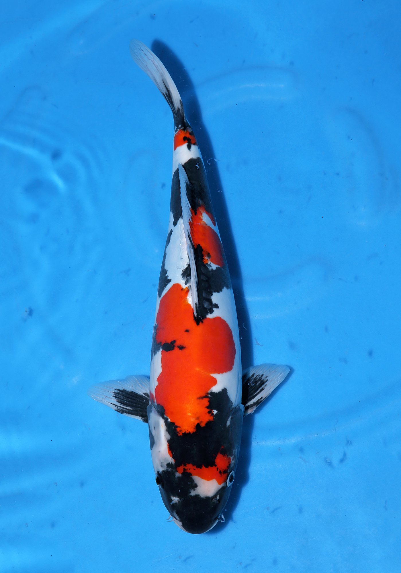 Doitsu Showa - Grand Koi, LLC