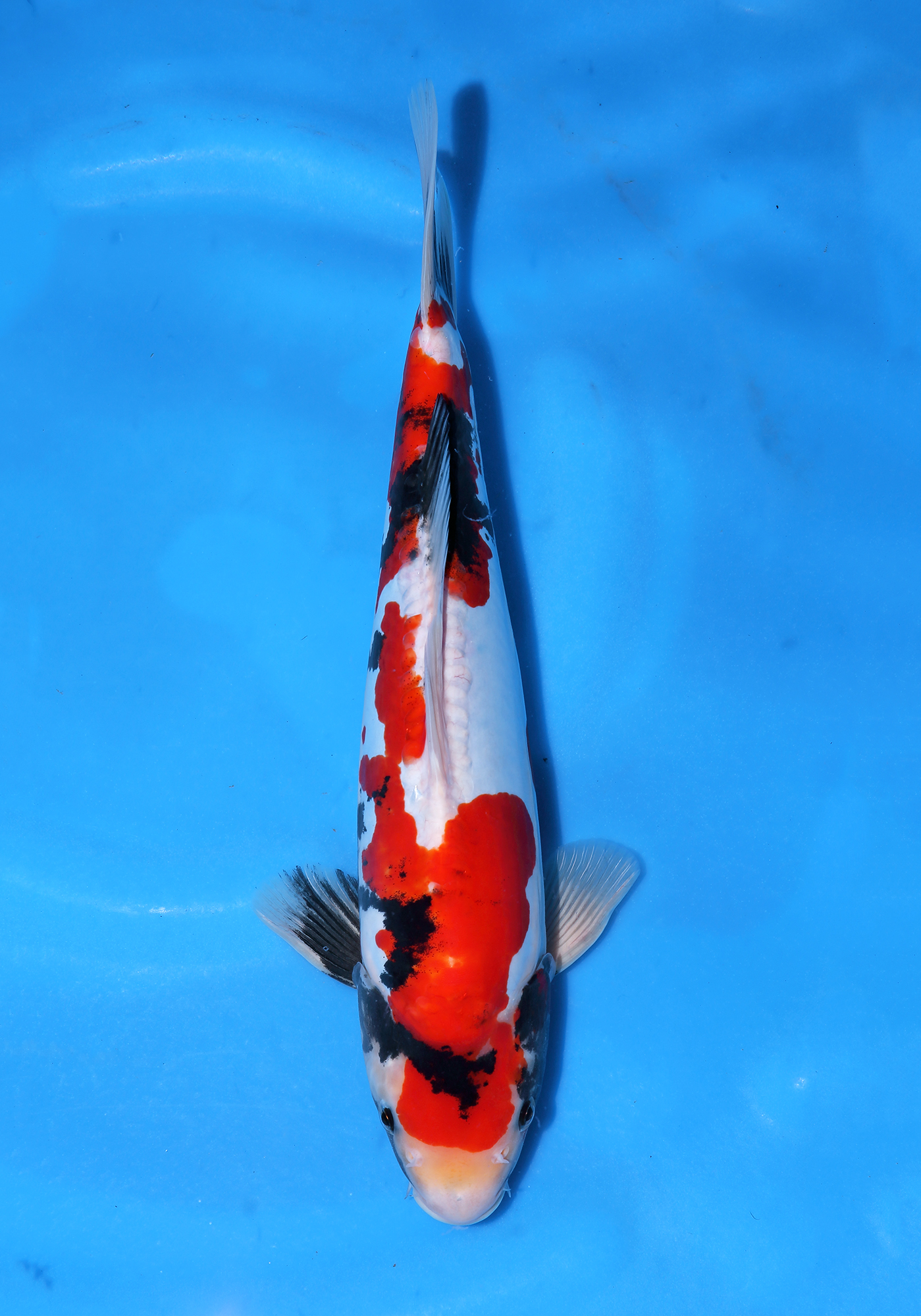 Doitsu Showa - Grand Koi, LLC