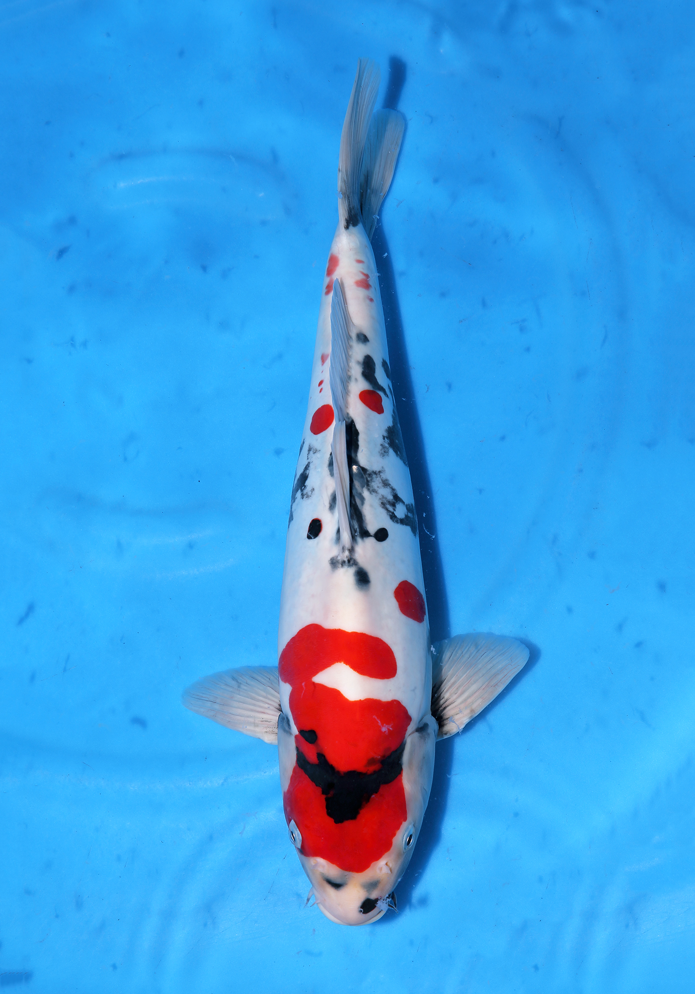 Doitsu Showa - Grand Koi, LLC