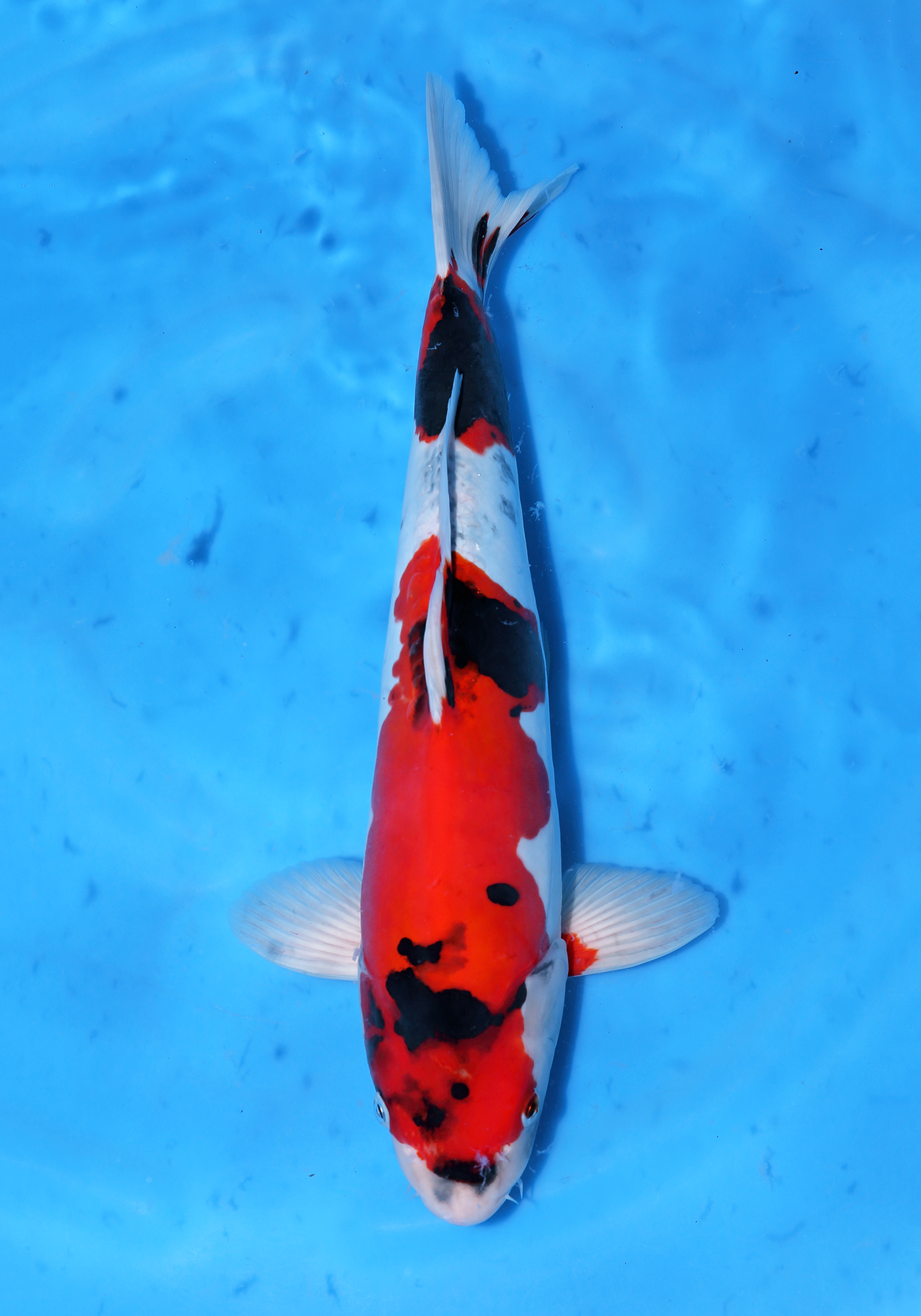 Doitsu Showa - Grand Koi, LLC