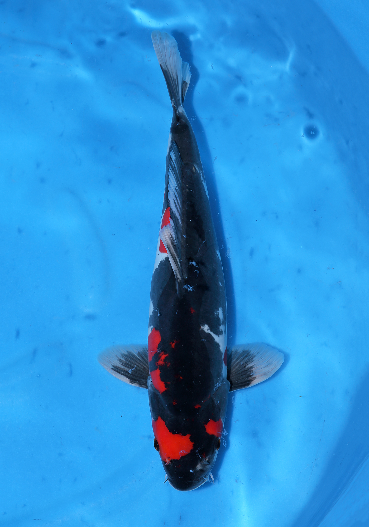 Doitsu Showa - Grand Koi, LLC