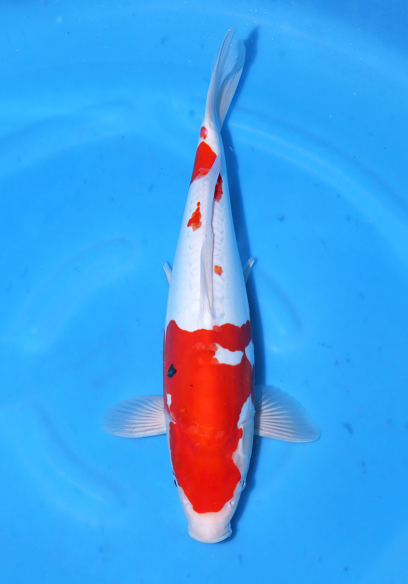 Doitsu Sanke - Grand Koi, LLC