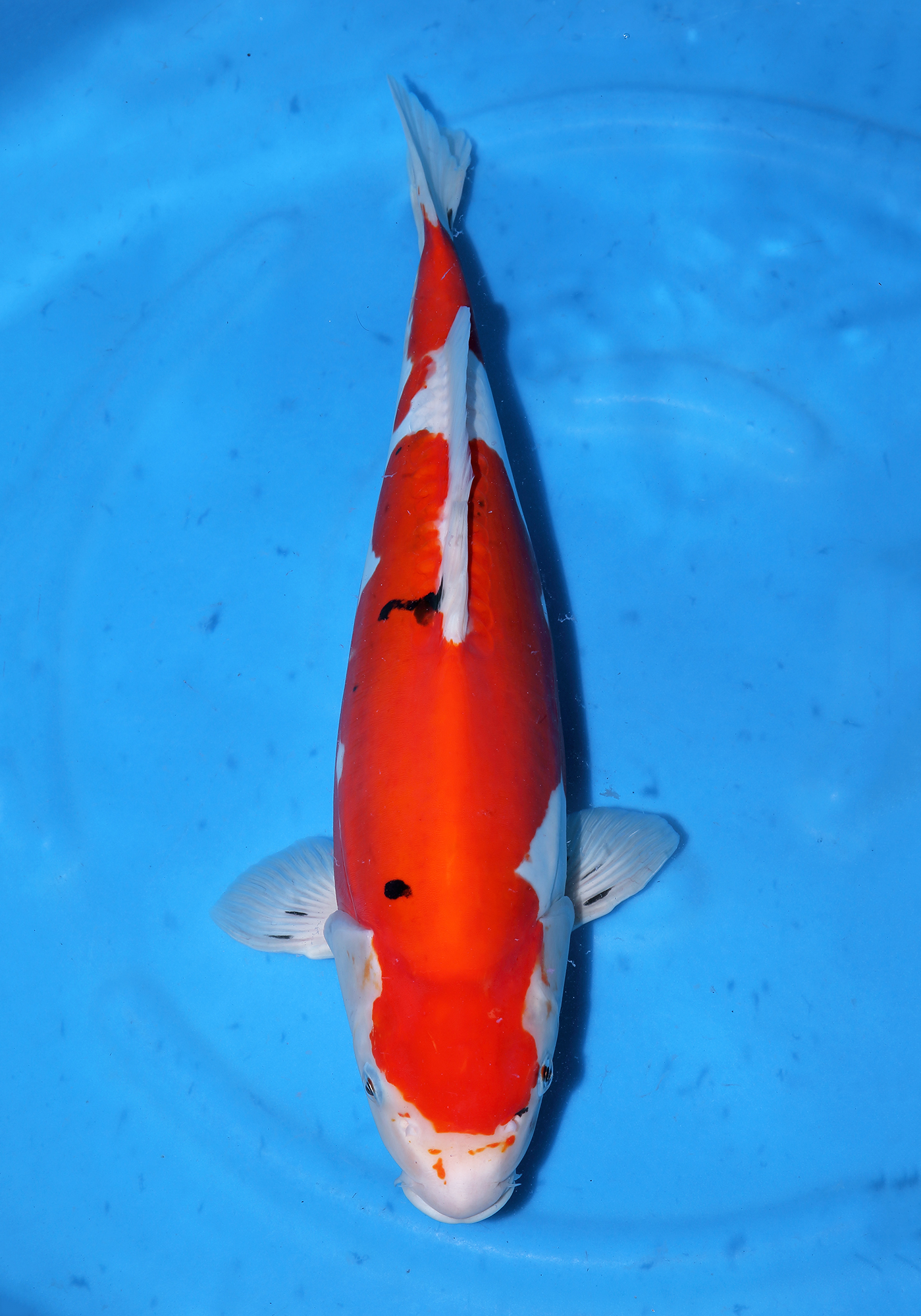 Doitsu Sanke - Grand Koi, LLC