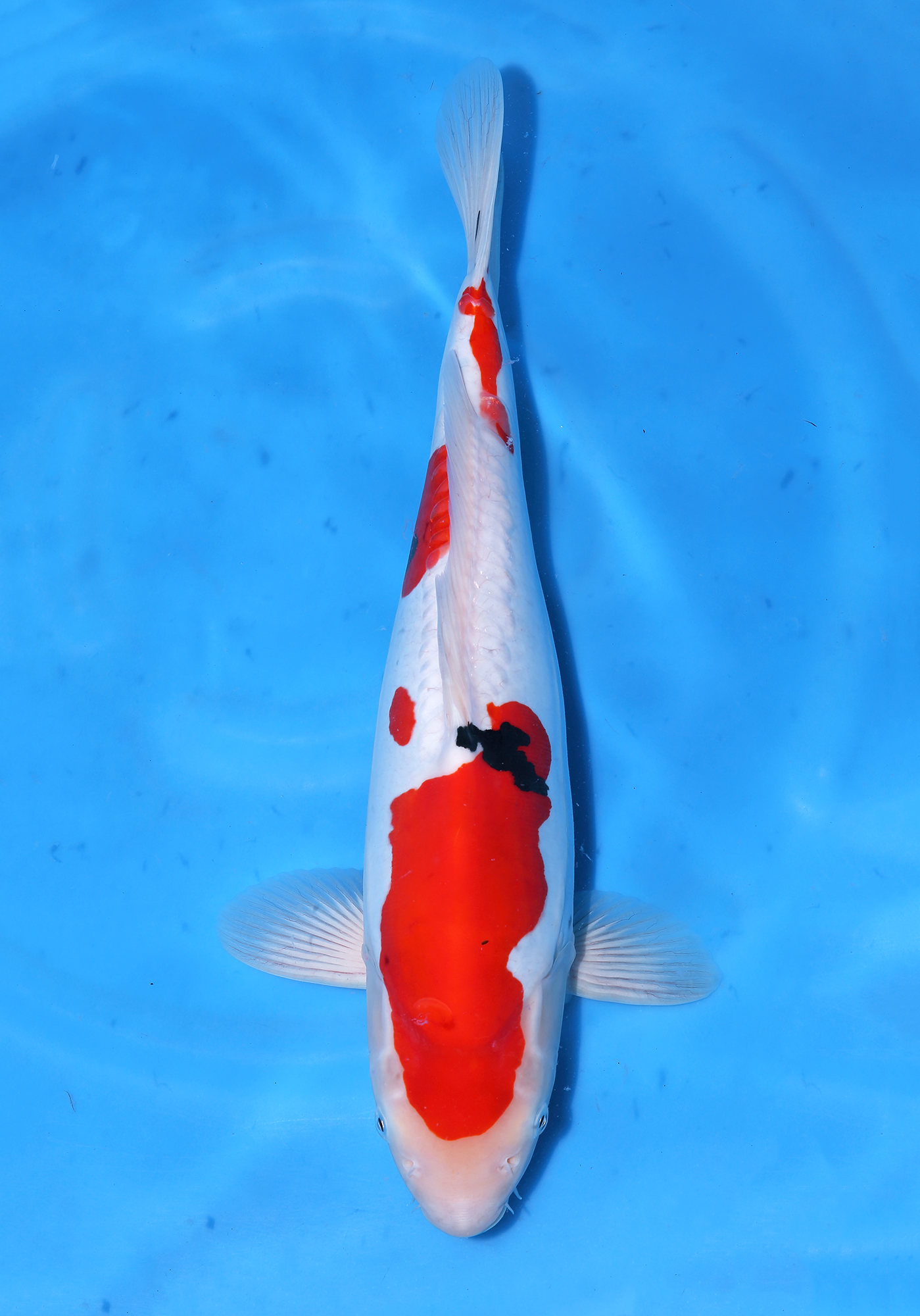 Doitsu Sanke - Grand Koi, LLC