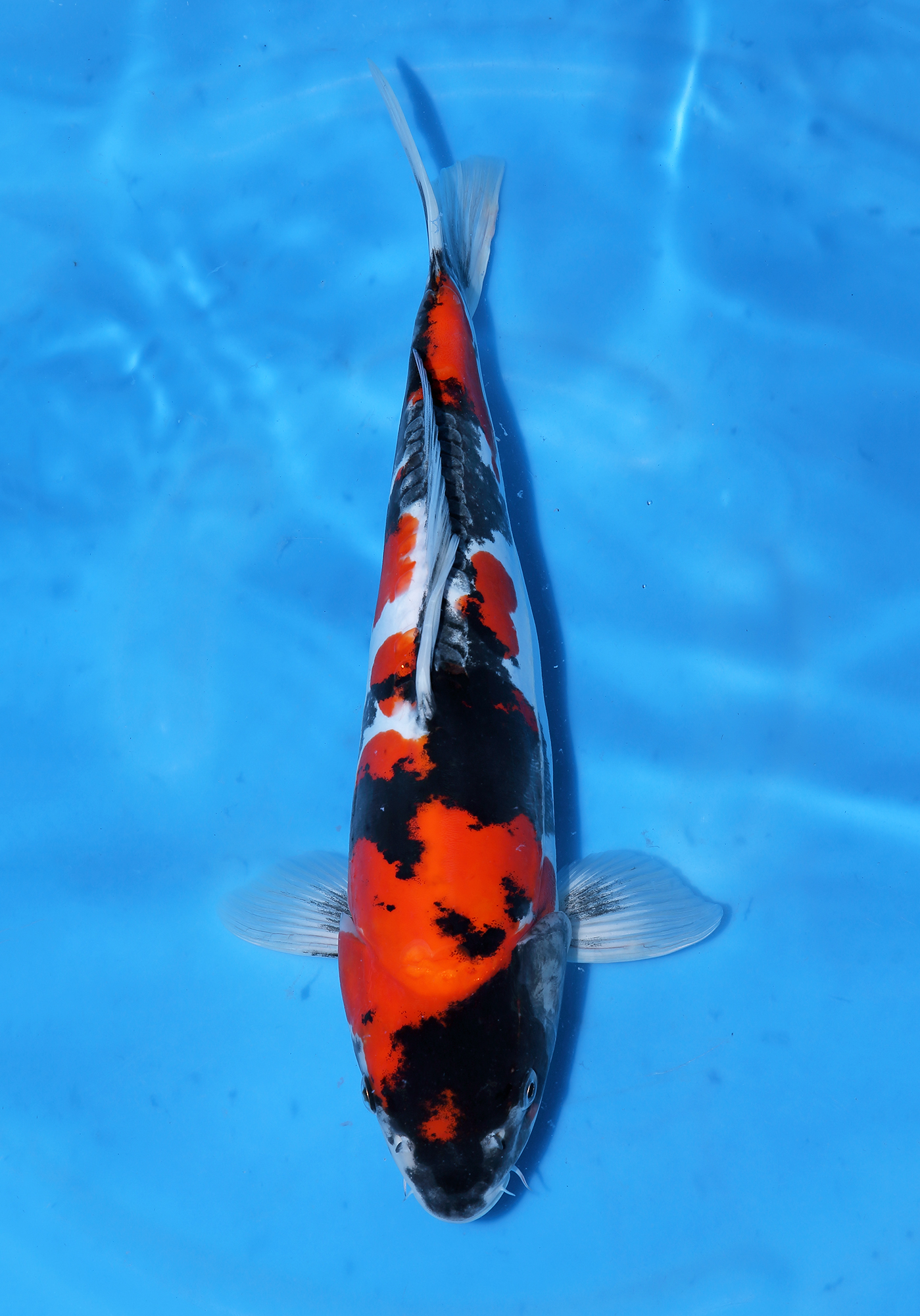 Doitsu Showa - Grand Koi, LLC