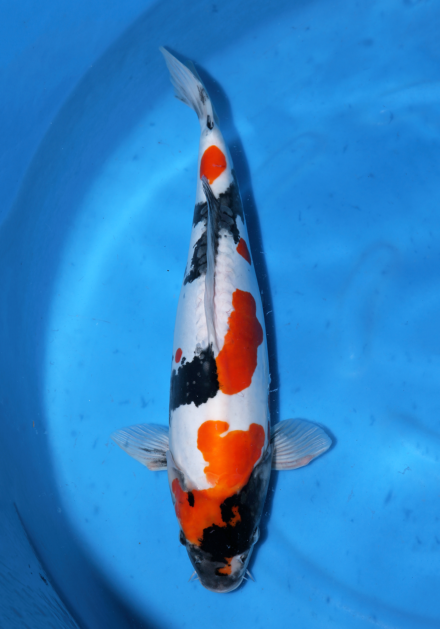 Doitsu Showa - Grand Koi, LLC