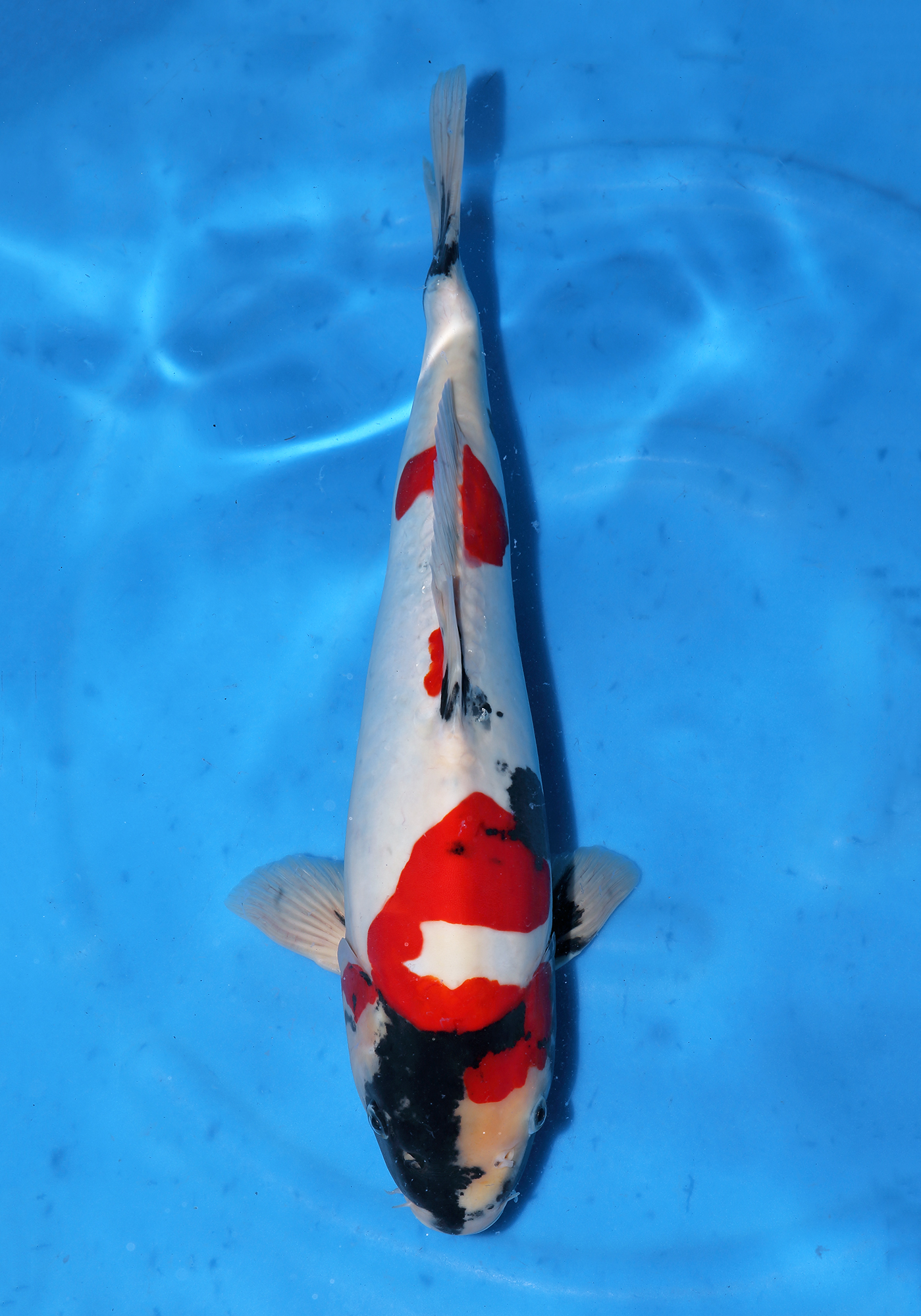 Doitsu Showa - Grand Koi, LLC