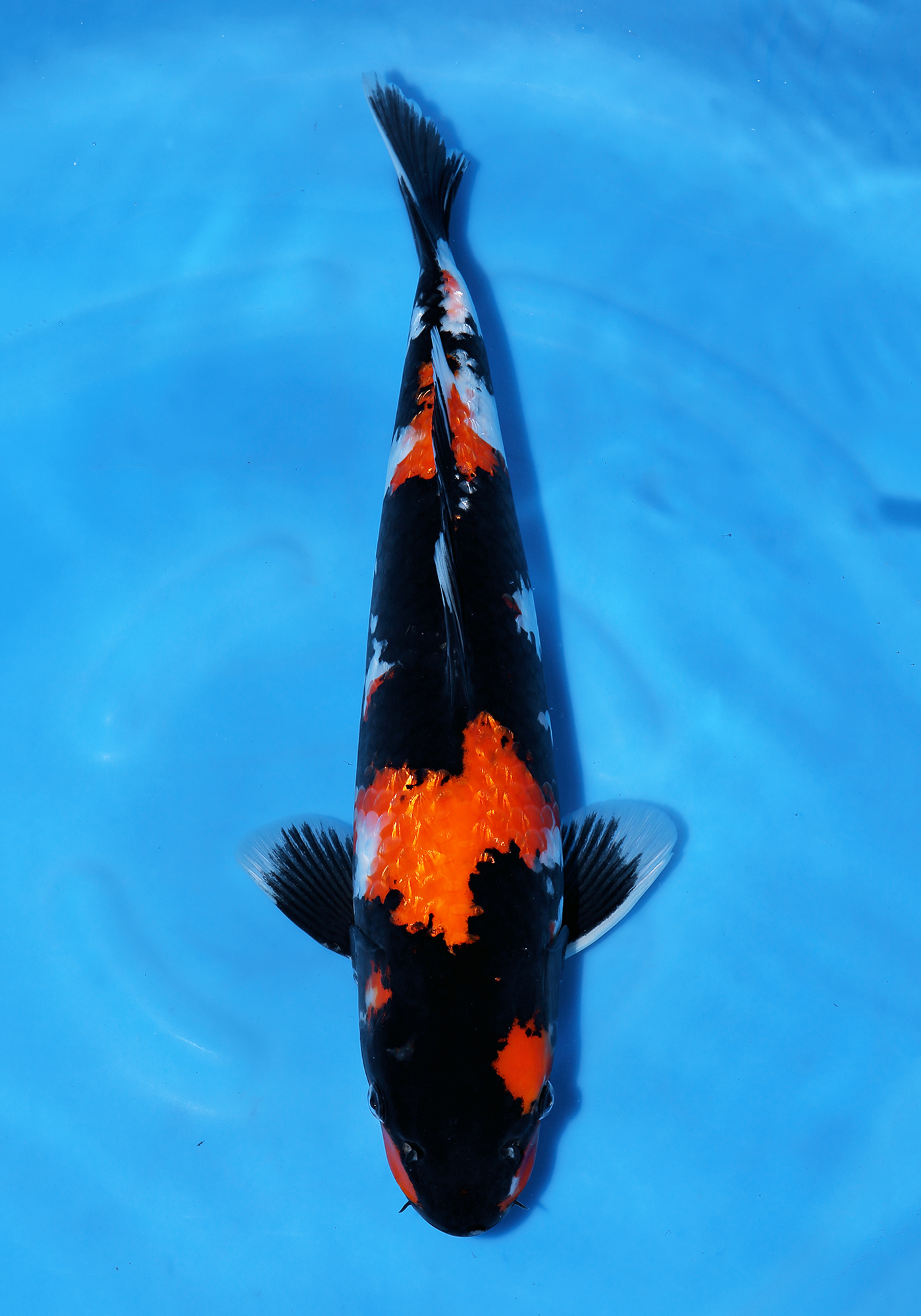 Gin Rin Showa - Grand Koi, LLC