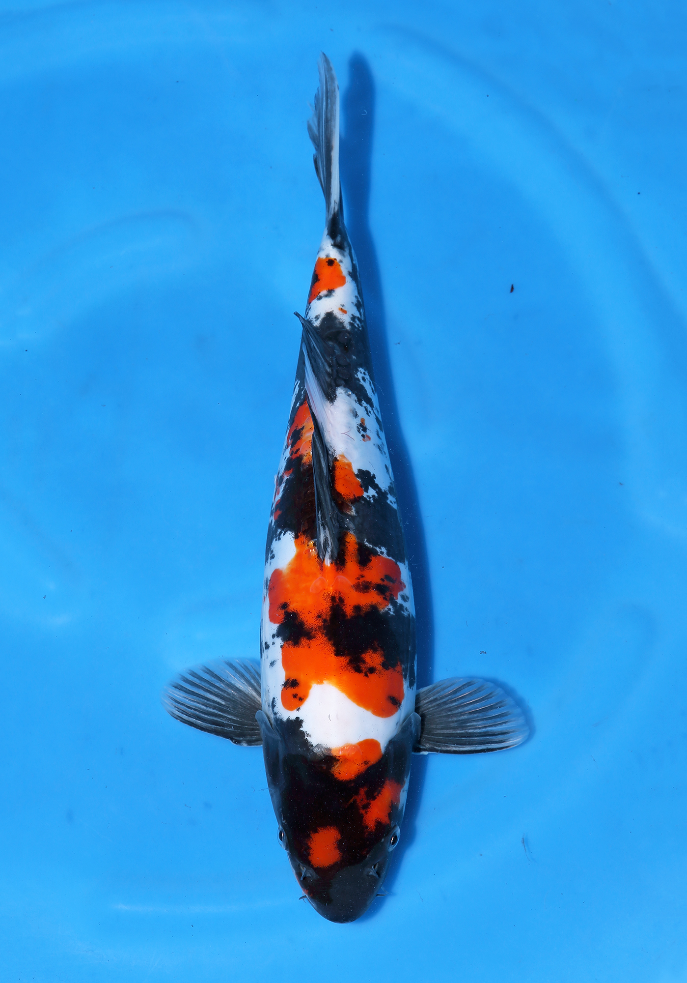 Doitsu Showa - Grand Koi, LLC