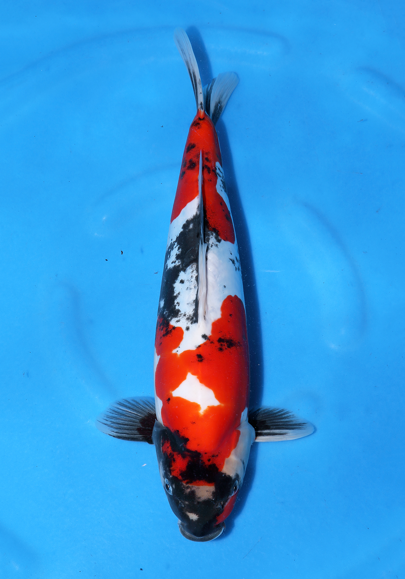 Doitsu Showa - Grand Koi, LLC