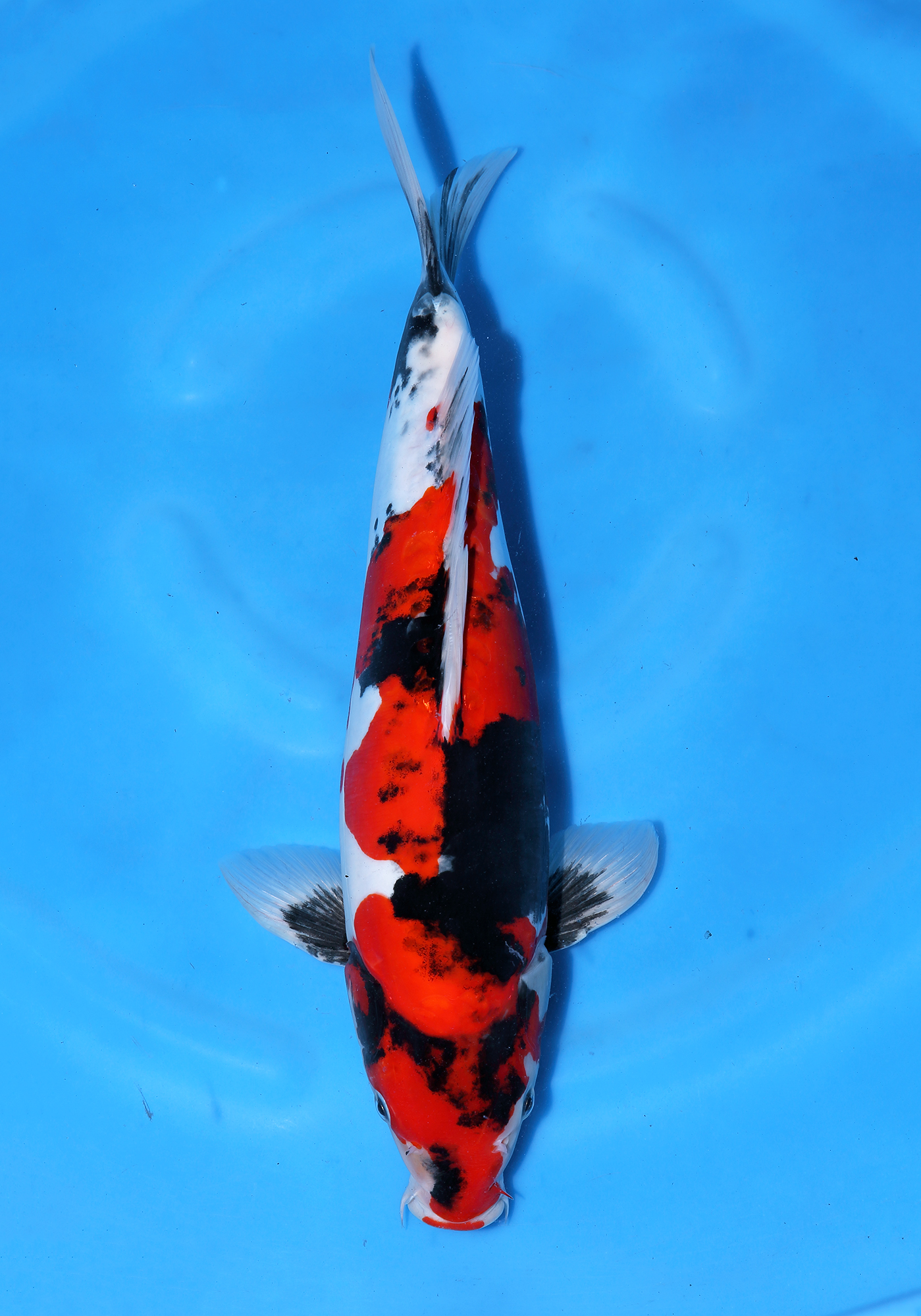 Doitsu Showa - Grand Koi, LLC