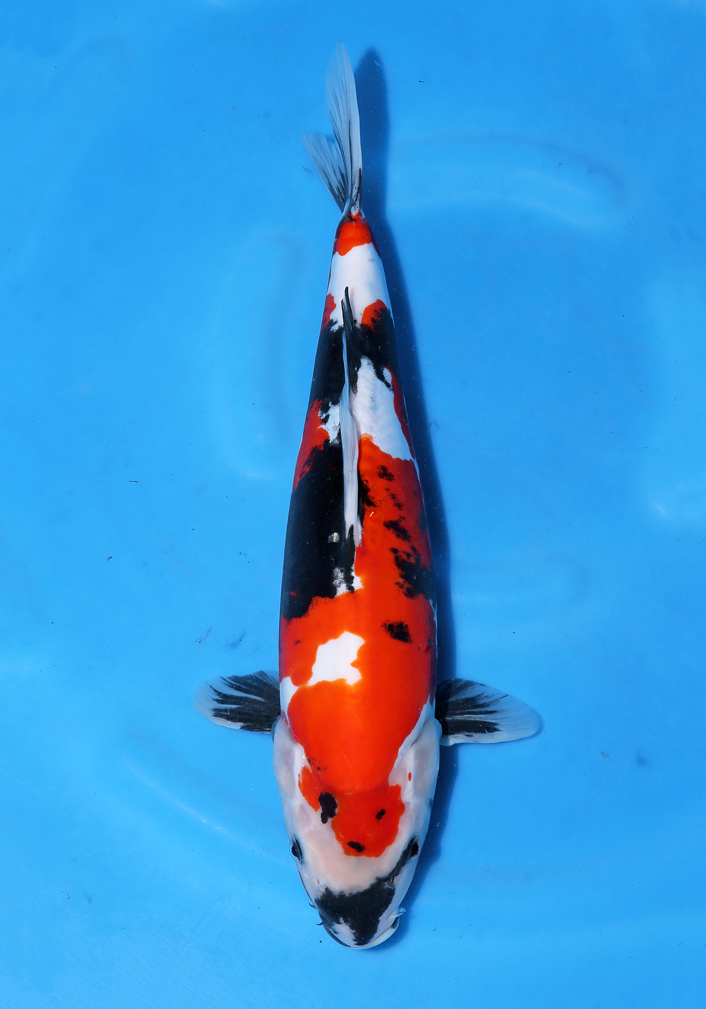 Doitsu Showa - Grand Koi, LLC