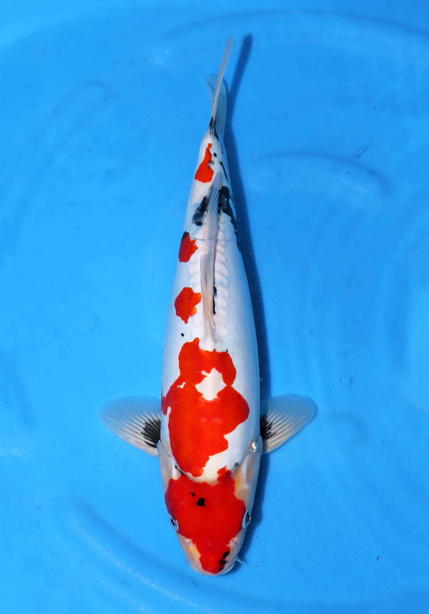 Doitsu Showa - Grand Koi, LLC