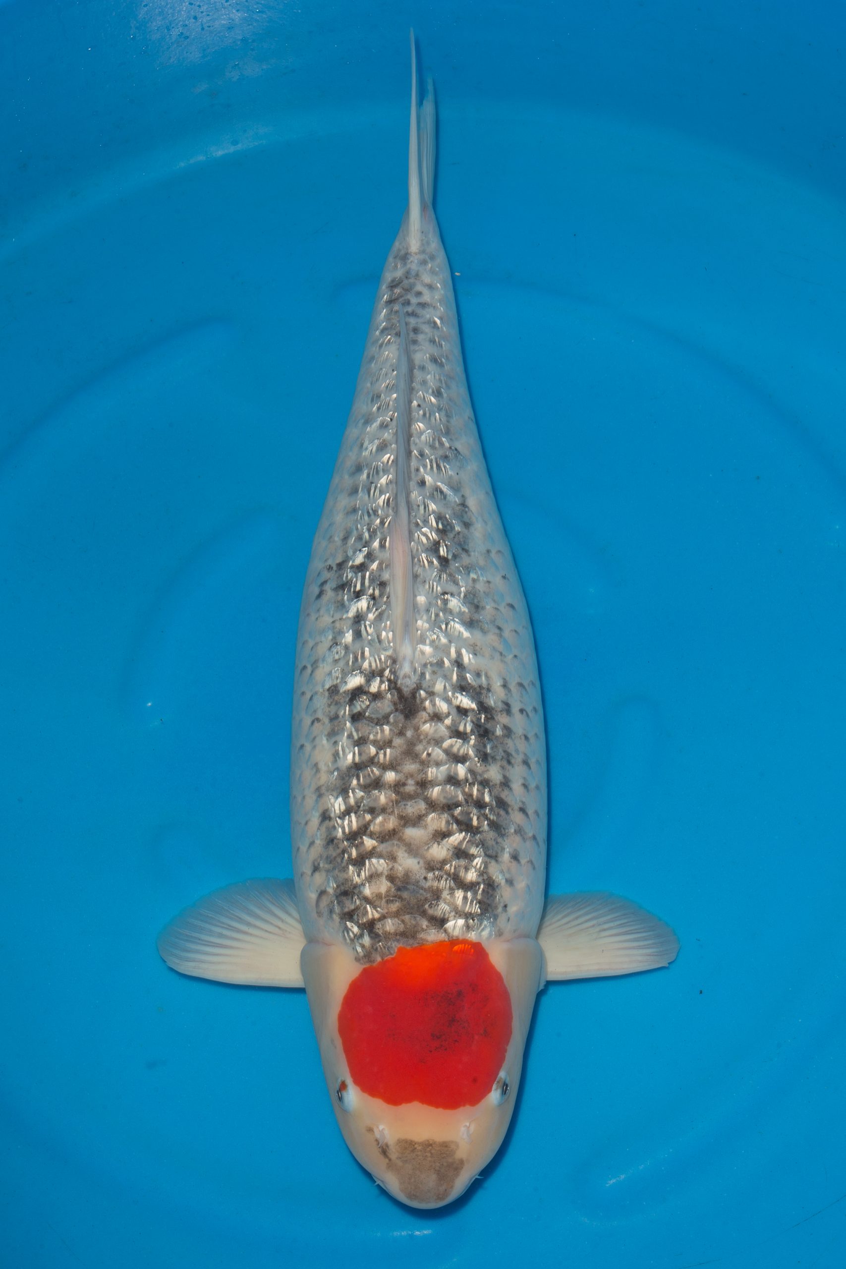 Gin Rin Tancho Goshiki- SOLD - Grand Koi, LLC