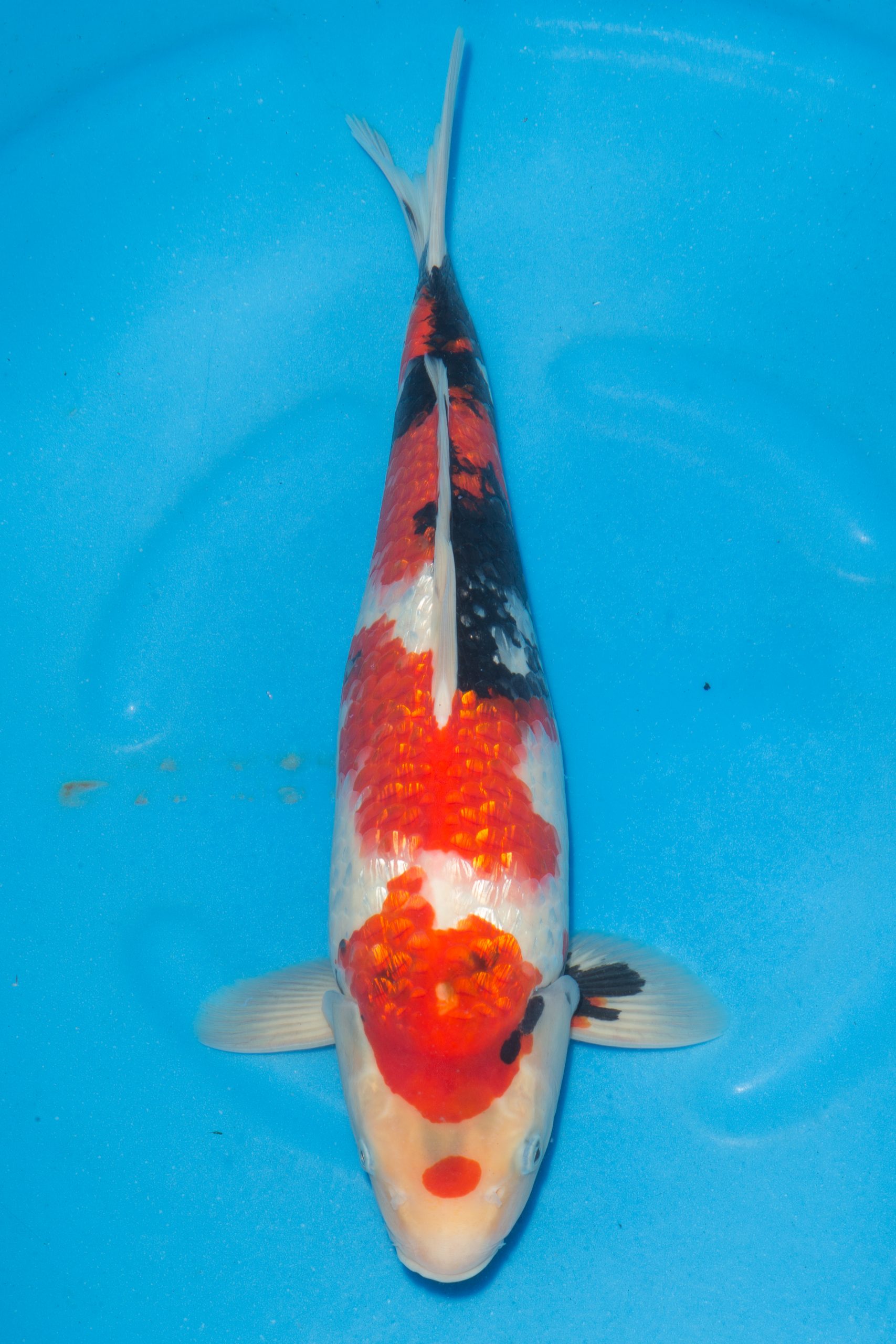 Gin Rin Showa - Grand Koi, LLC