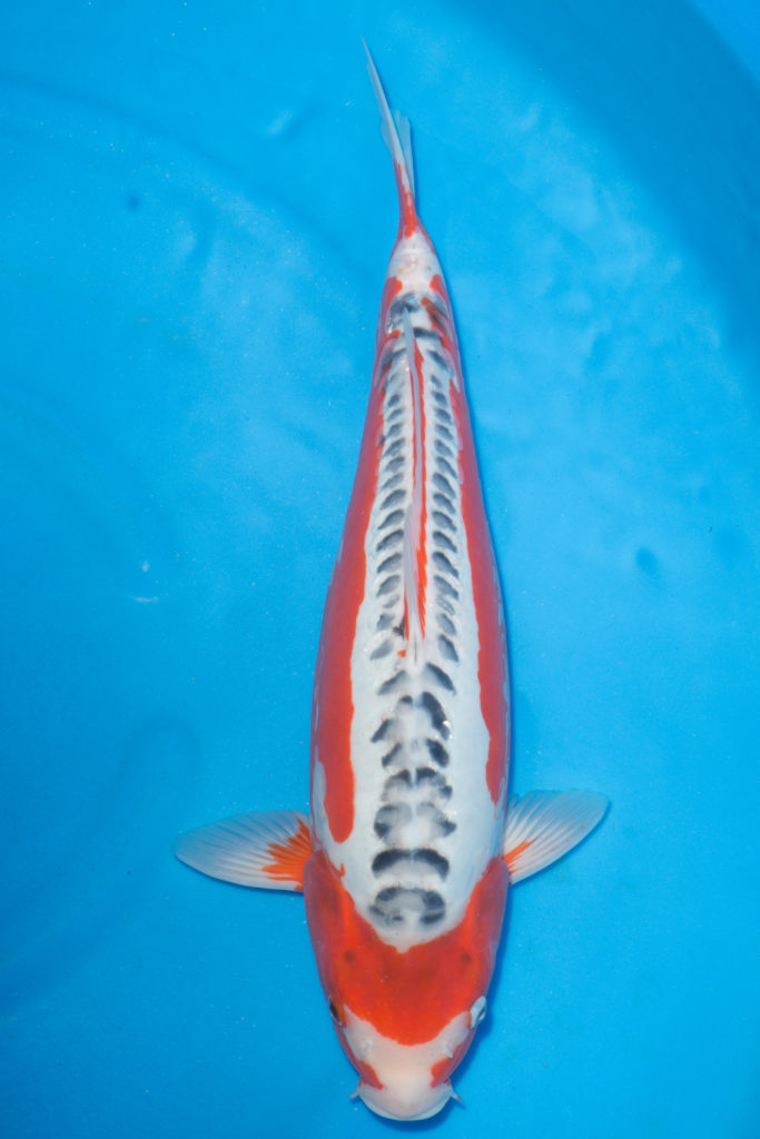 Shusui- SOLD - Grand Koi, LLC