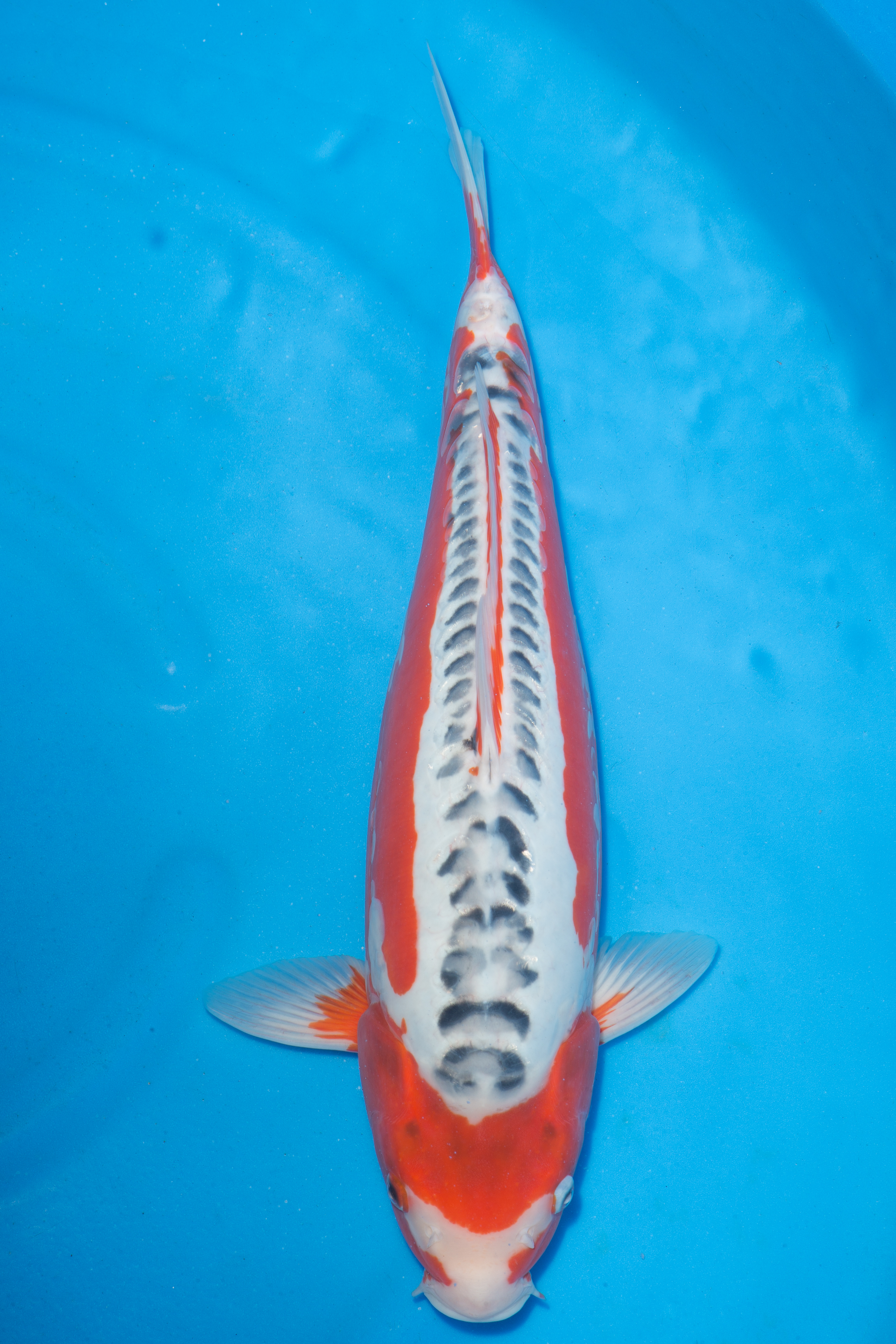 Shusui Archives - Grand Koi, LLC