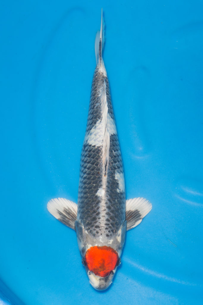 Kin Tancho Showa- SOLD - Grand Koi, LLC