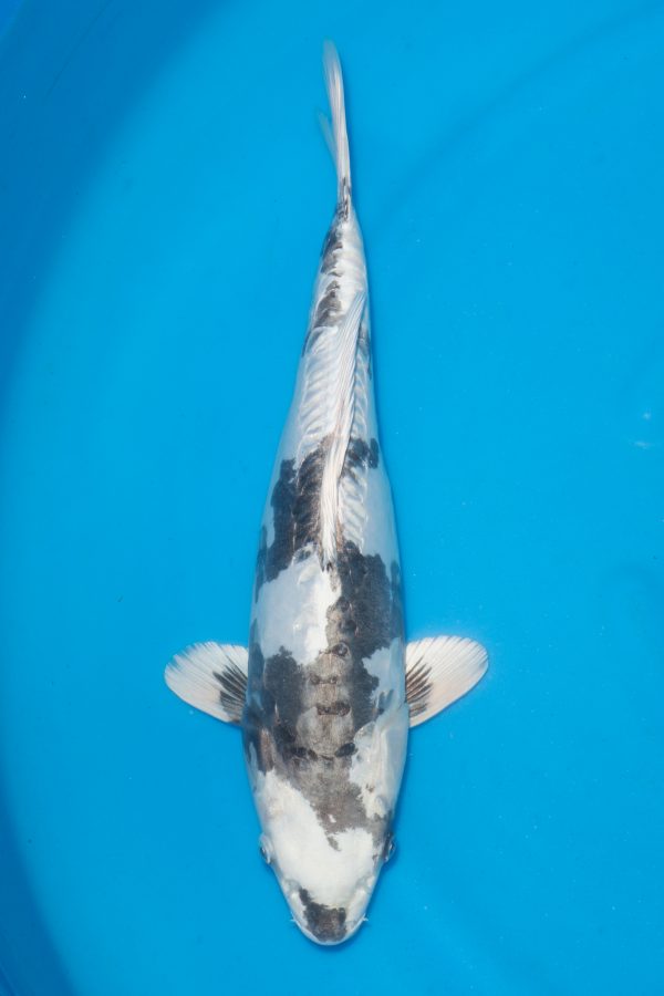 Kin Shiro Utsuri- SOLD - Grand Koi, LLC