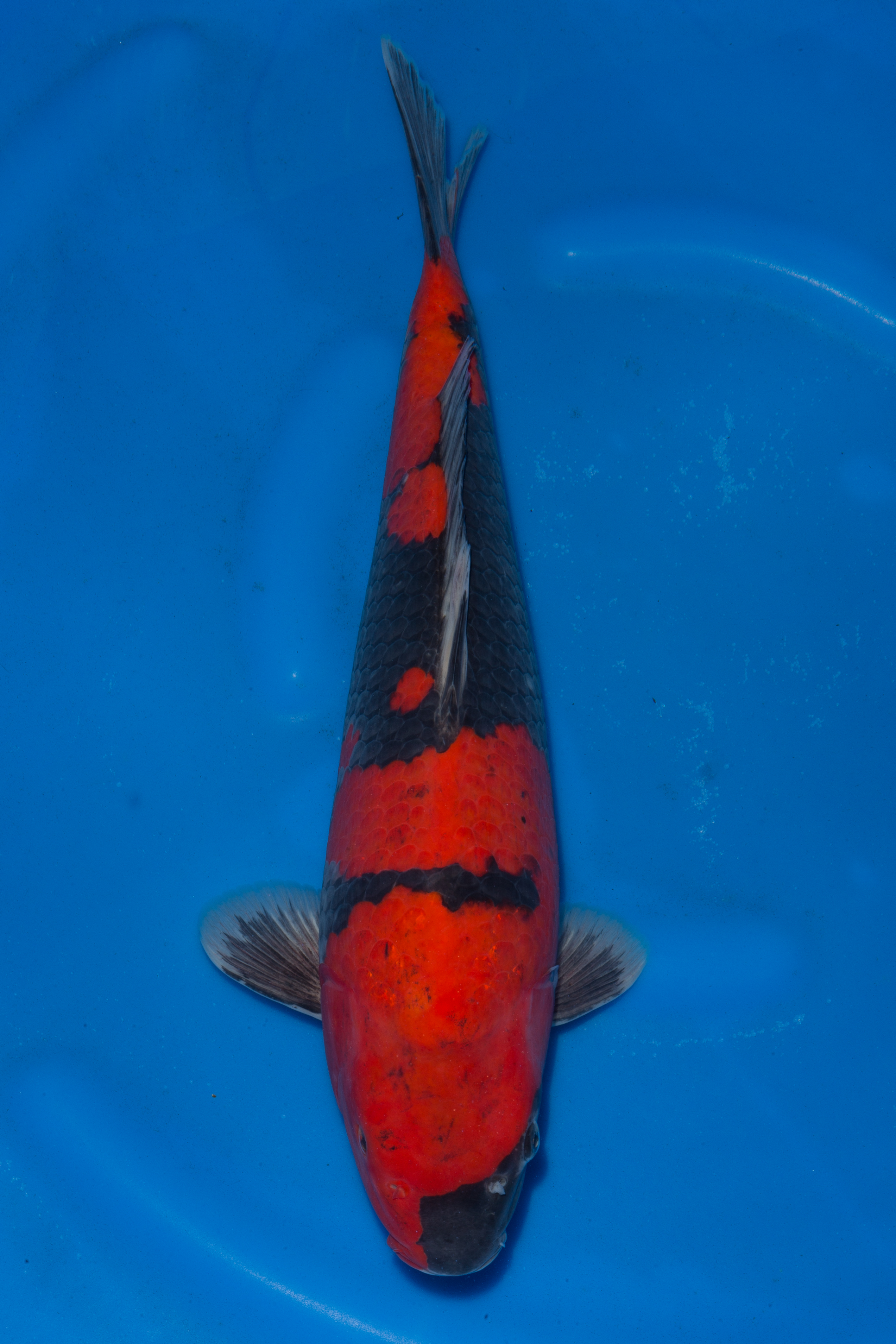 Goshiki - Grand Koi, LLC