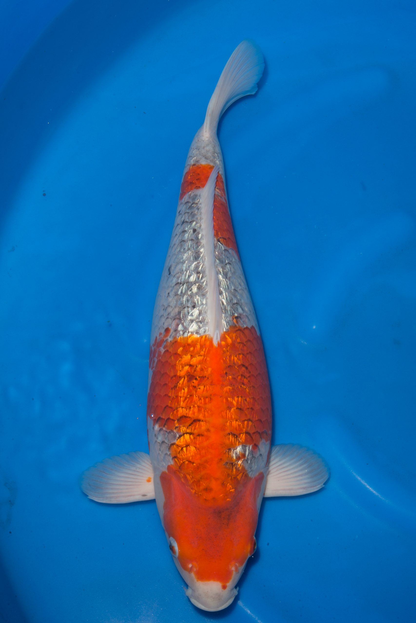 Gin Rin Ochiba - Grand Koi, LLC