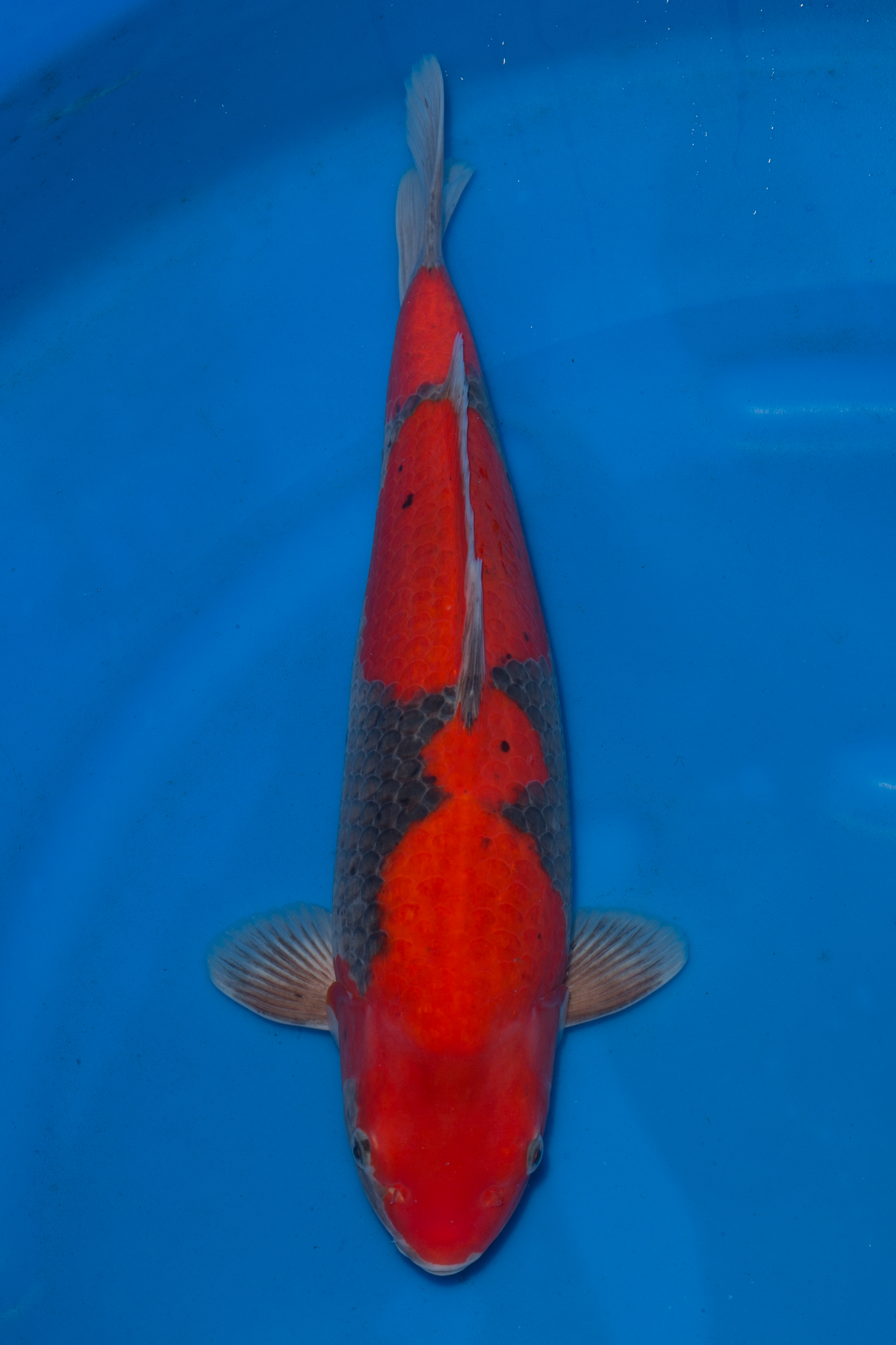 Goshiki - Grand Koi, LLC