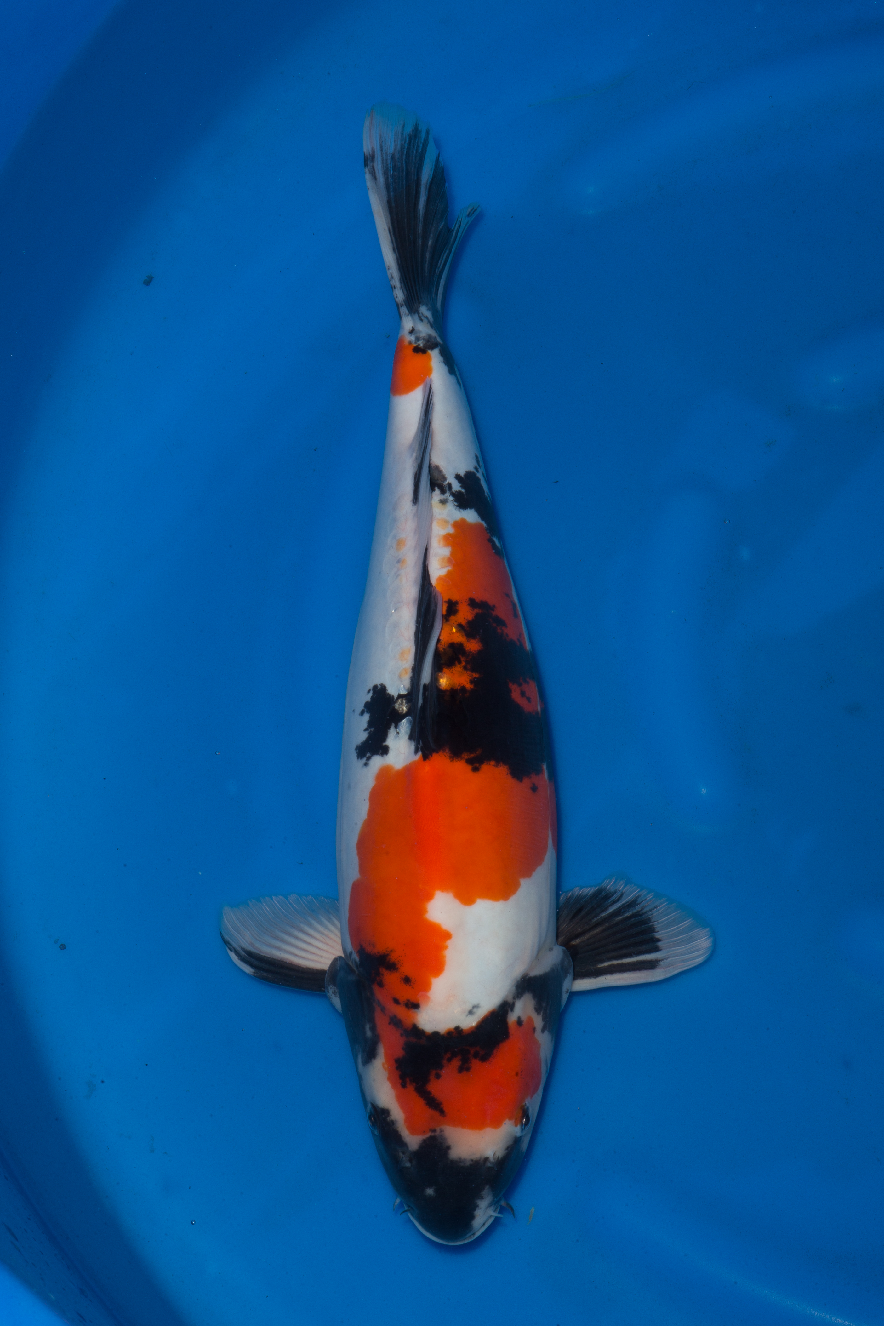 Doitsu Showa - Grand Koi, LLC