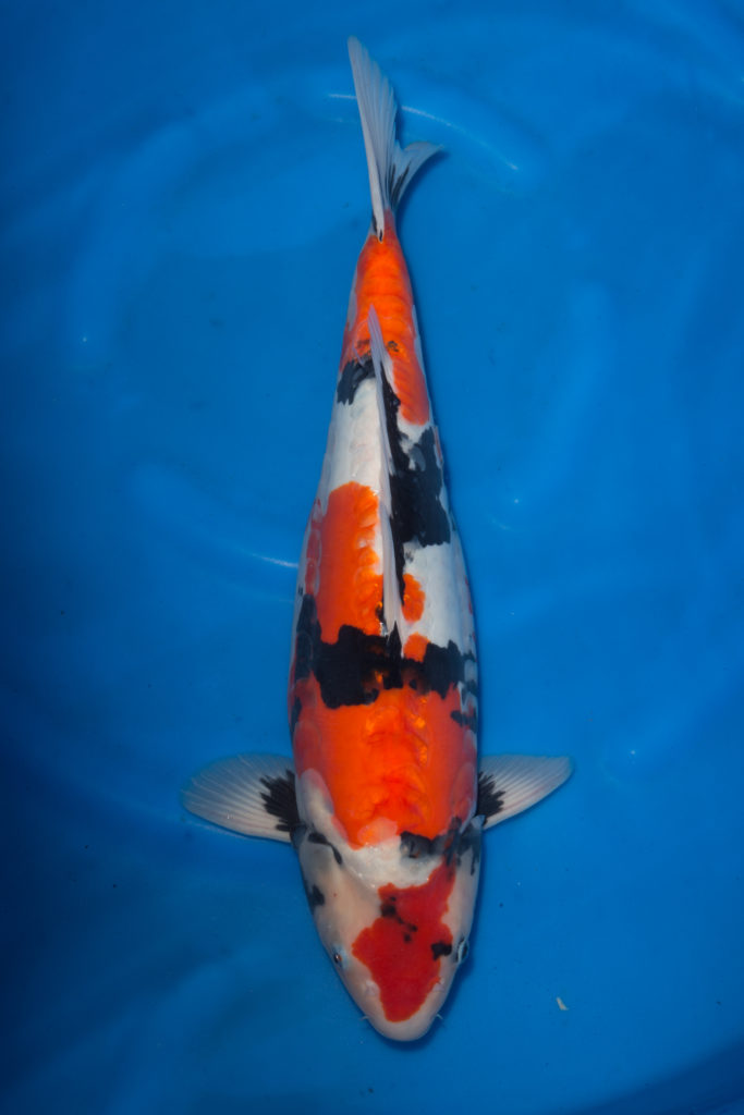 Doitsu Showa - Grand Koi, LLC