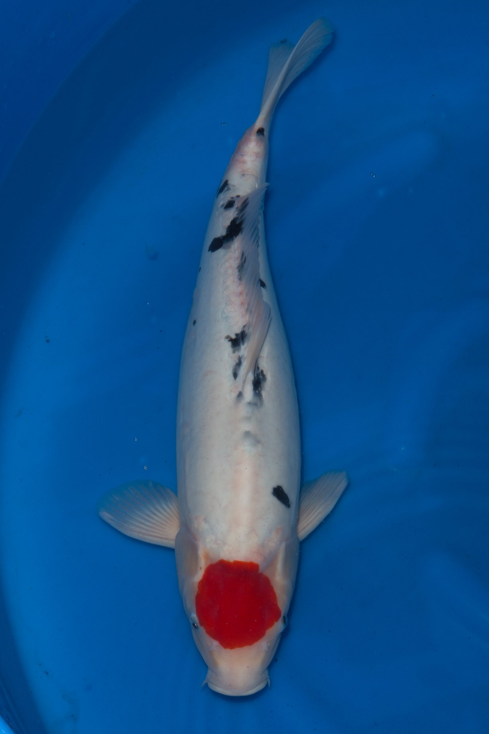 Doitsu Tancho Sanke - Grand Koi, LLC